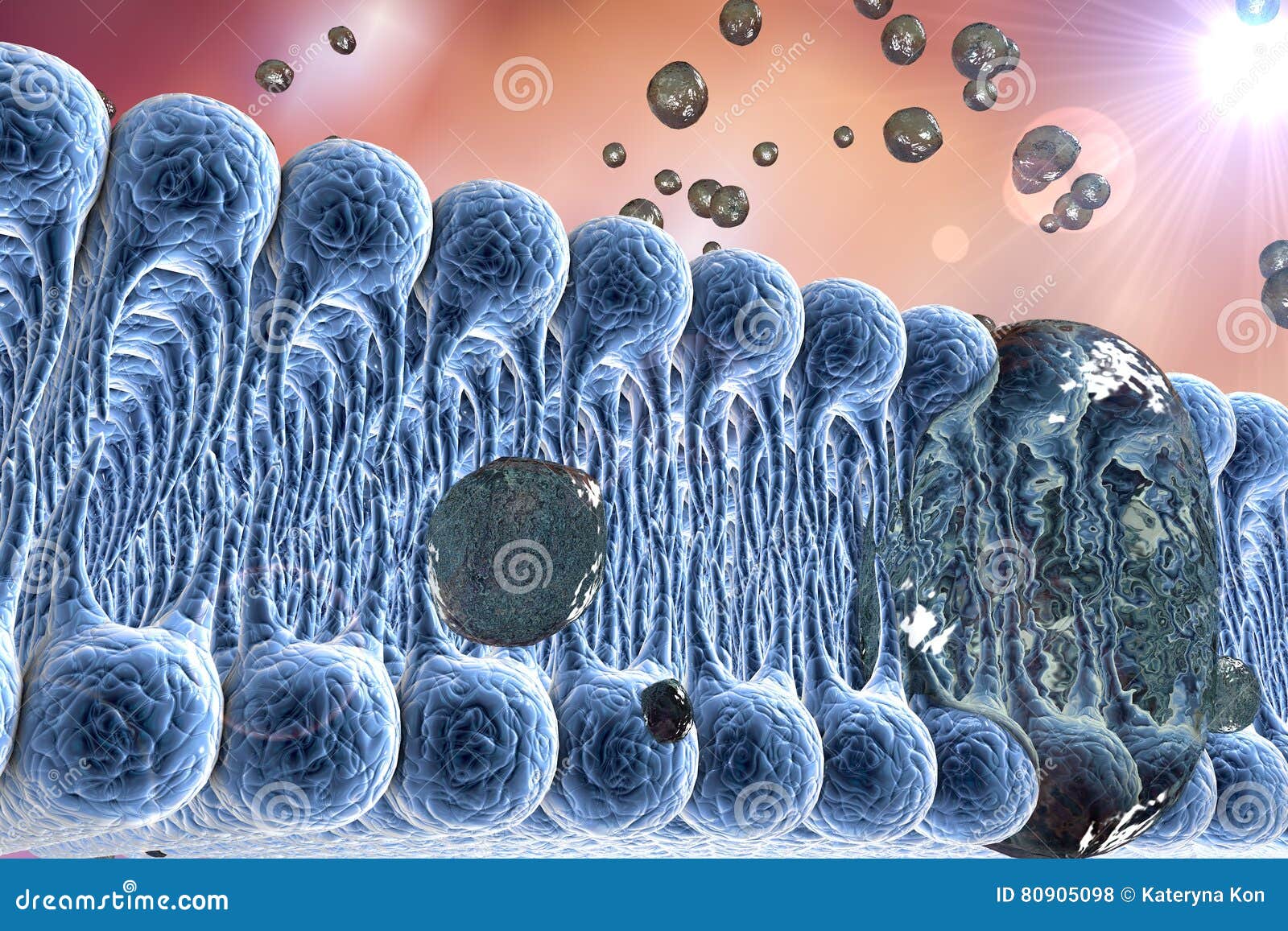 Cellular Membrane with Diffusion of Molecules Stock Illustration ...