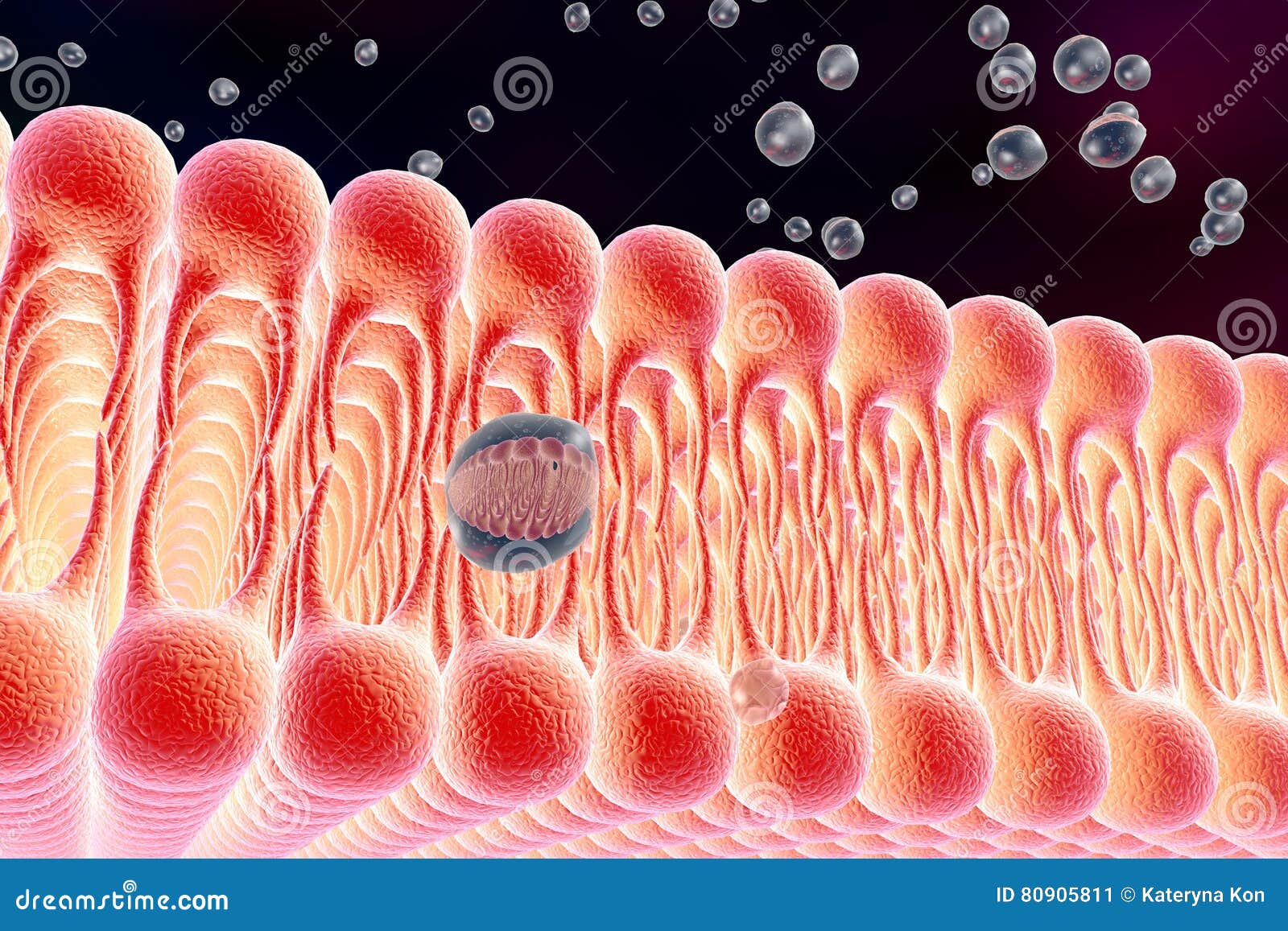 Cellular Membrane with Diffusion of Molecules Stock Illustration ...