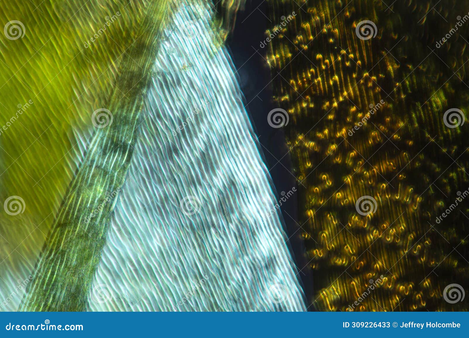 Cellular Patterns in Moss Leaves, Made with a Polarizing Microscope ...