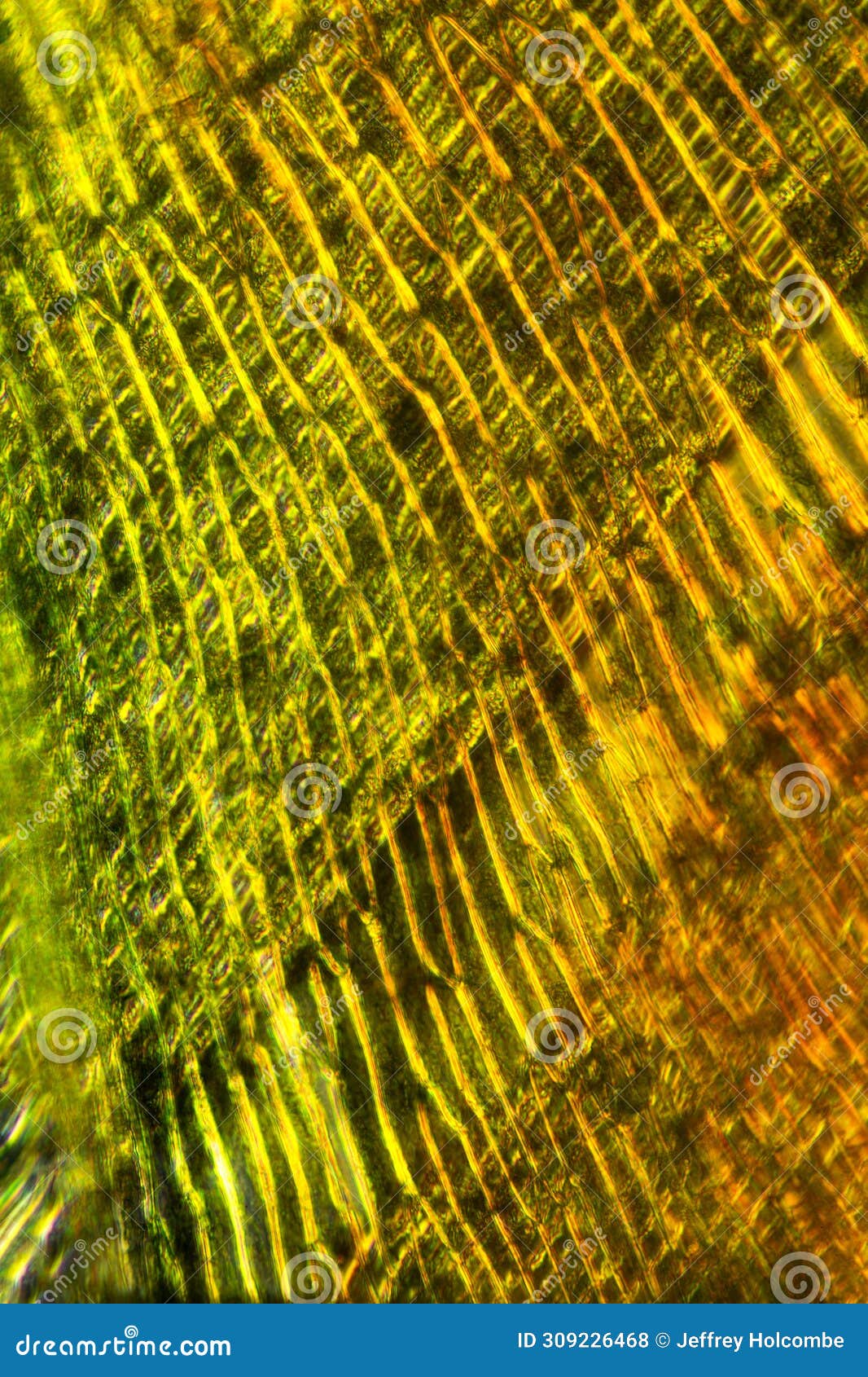 Cellular Patterns in Moss Leaves, Made with a Polarizing Microscope ...