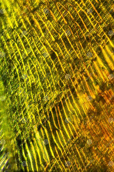 Cellular Patterns in Moss Leaves, Made with a Polarizing Microscope ...