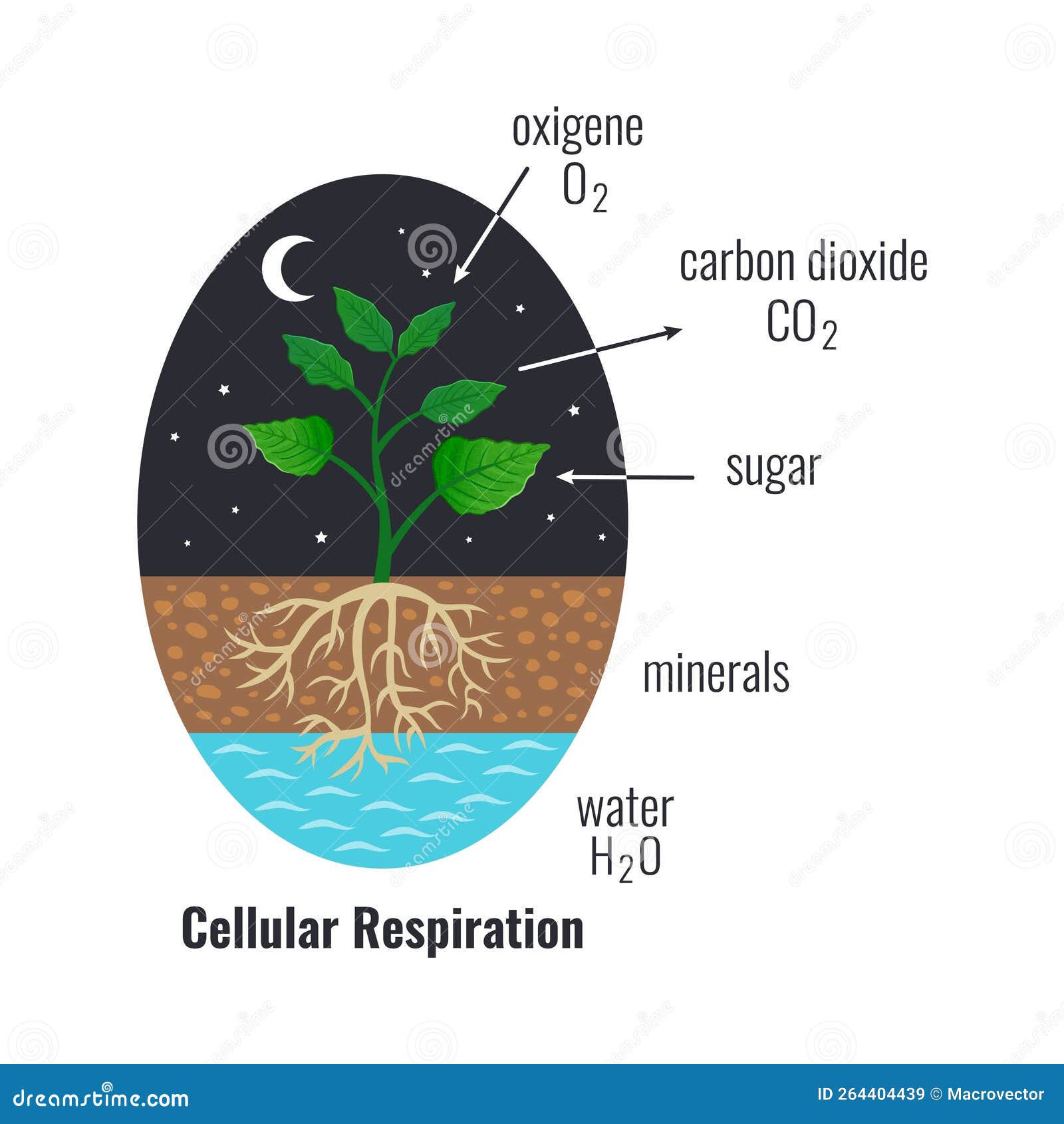 Cellular Respiration Biological Composition Cartoon Vector ...