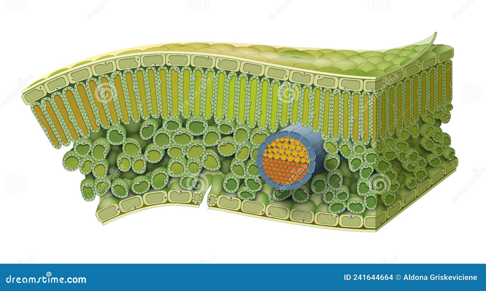 Stomata Opening And Closing Vector Illustration. Labeled Educational ... Stomata Opening And Closing Vector Illustration. Labeled Educational ...