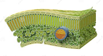 Cellular Structure of Leaf. Internal Leaf Structure a Leaf is Made of ...
