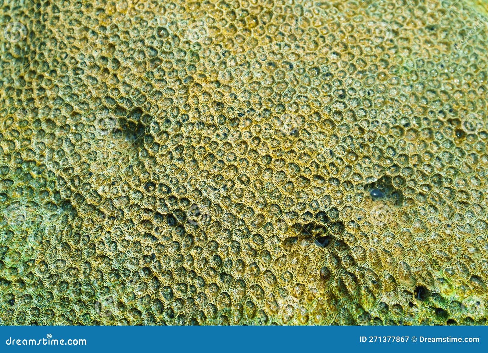 Cellular Texture of Corral Close Up. Yellow-green Coral Stock Image ...