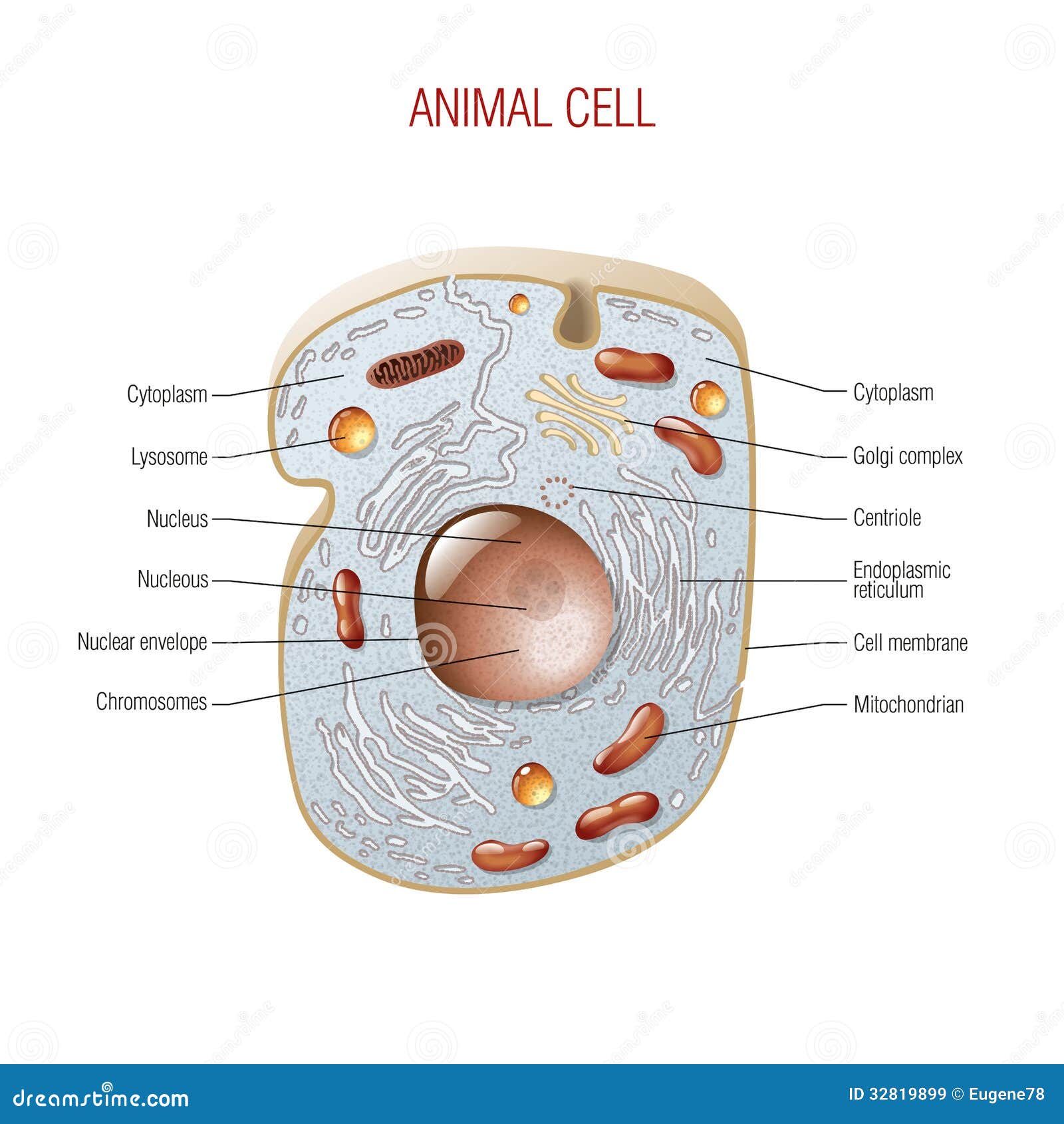 Cellule animale illustration de vecteur. Illustration du microscope ...