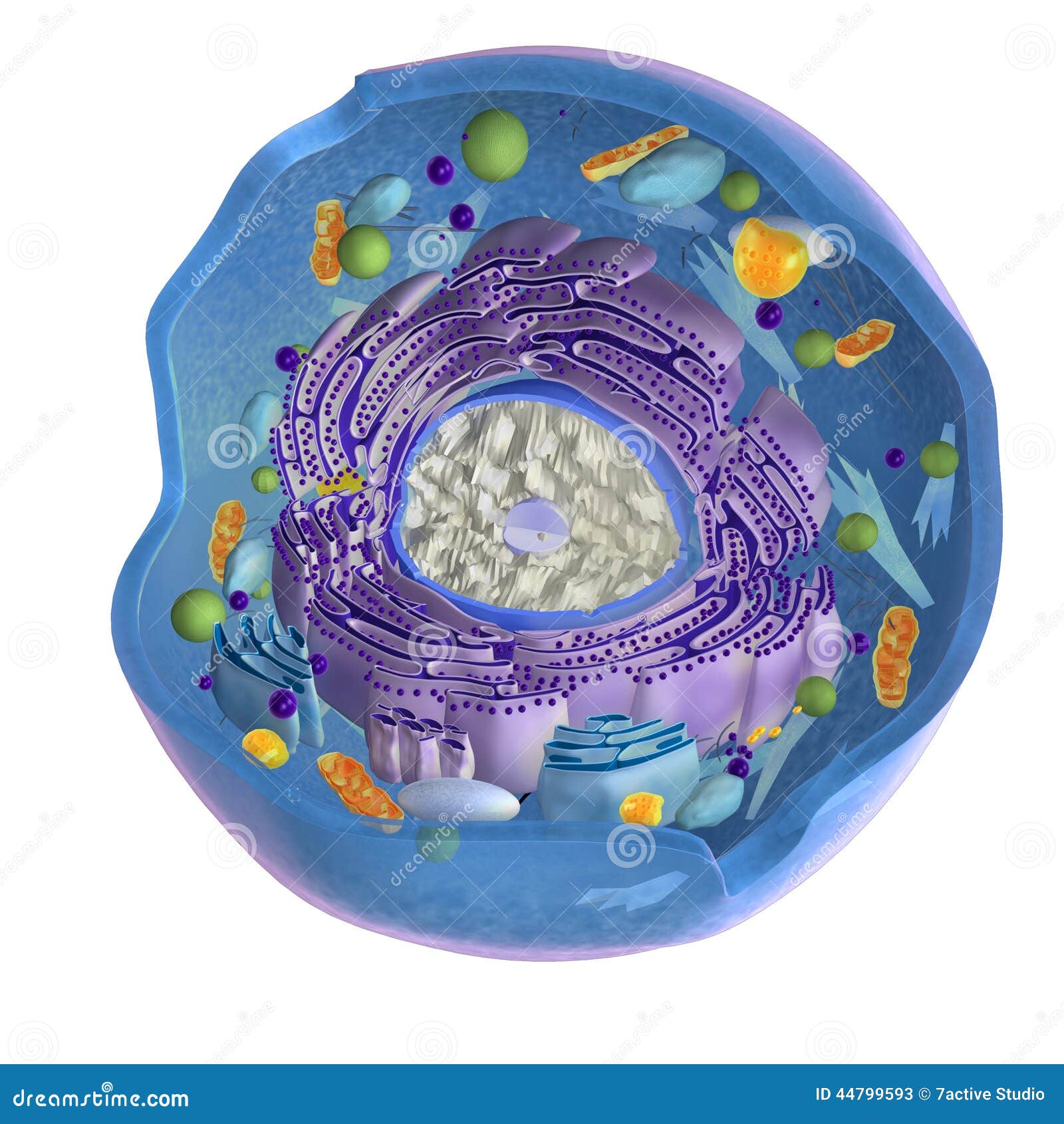 Cellule animale illustration stock. Illustration du santé - 44799593