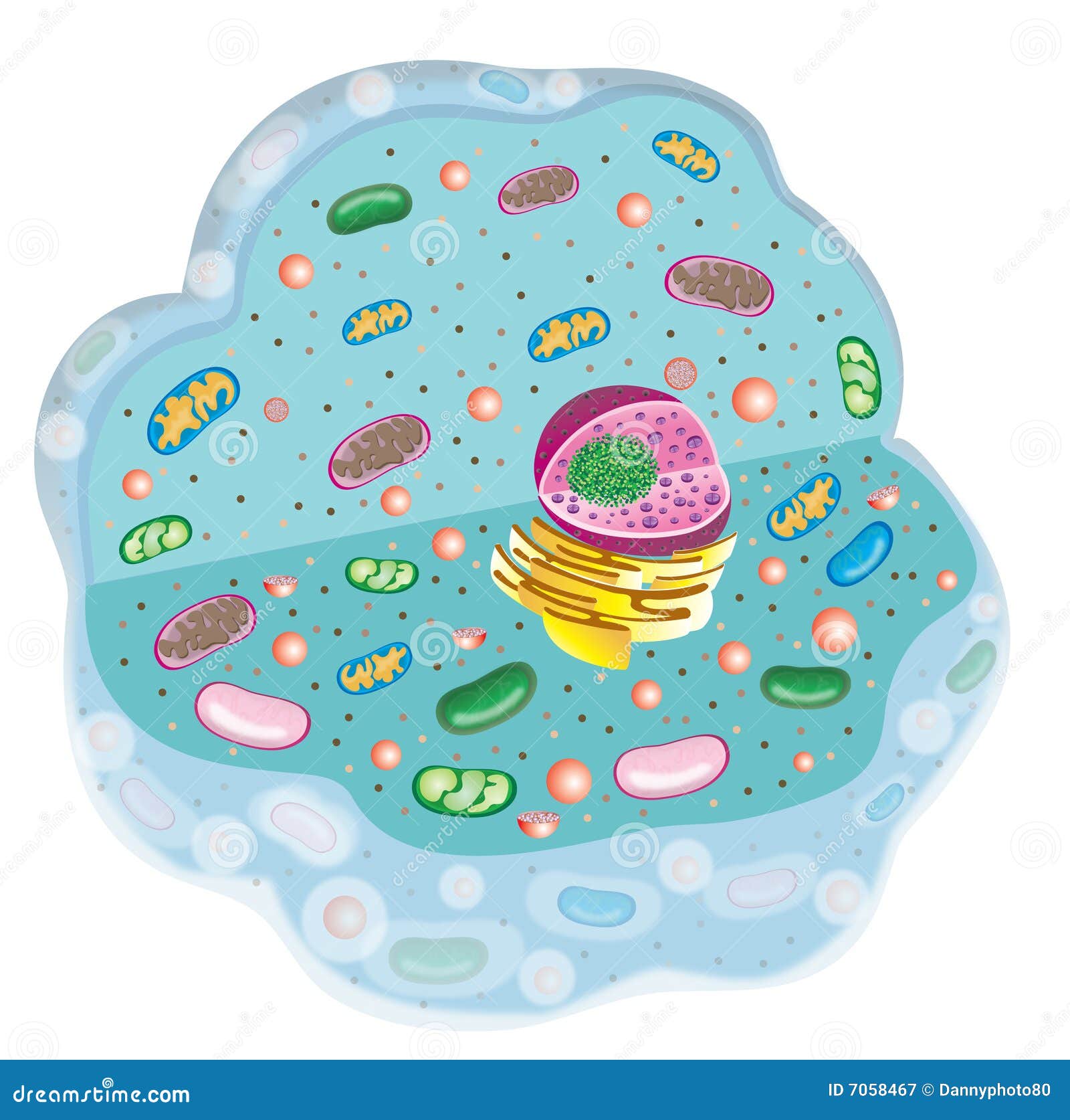 Cellule animale illustration stock. Illustration du cellule - 7058467