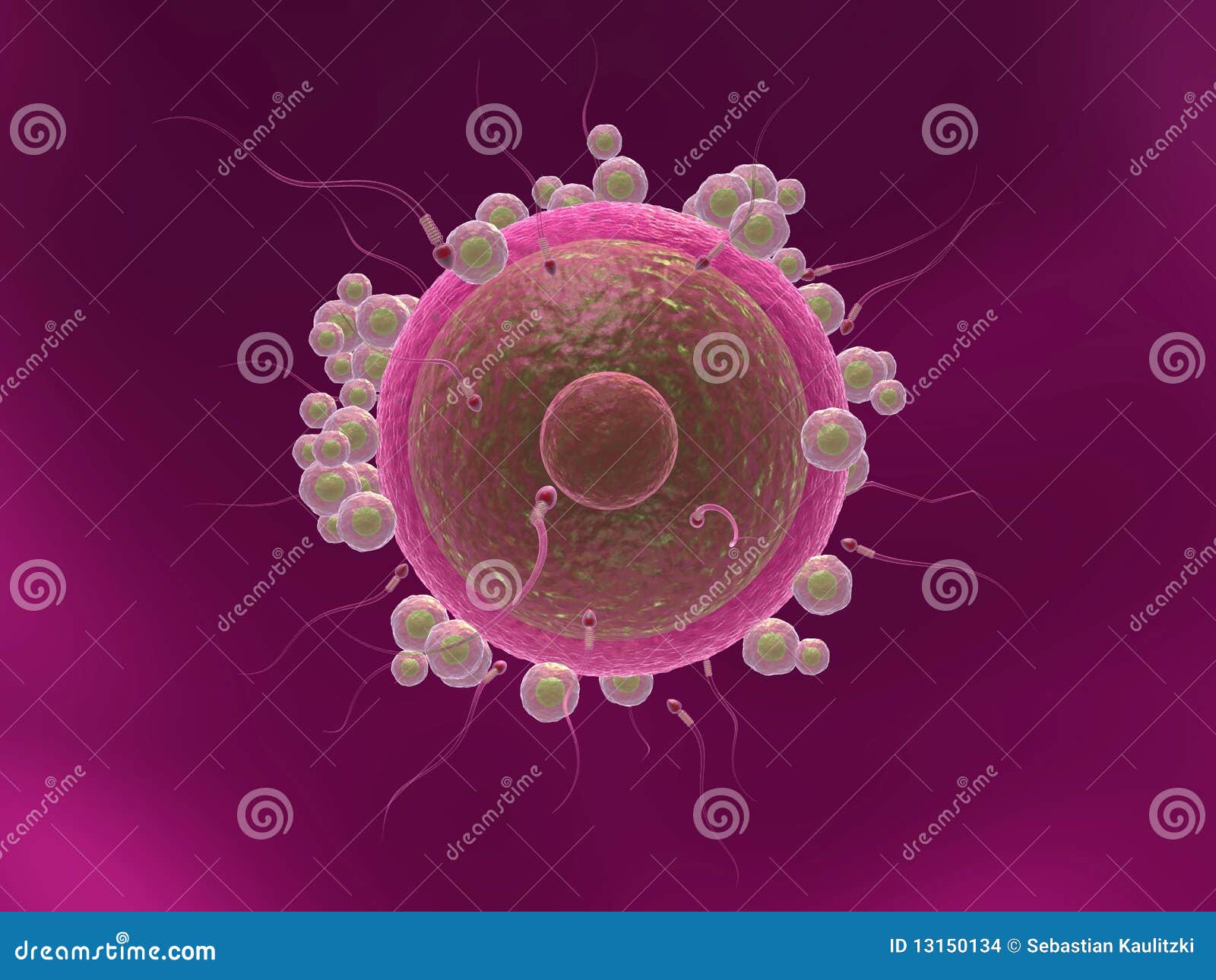 Cellule d'ovule humain illustration stock. Illustration du fertilisez ...