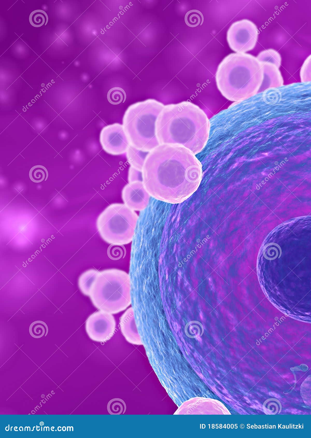 Cellule d'ovule humain illustration stock. Illustration of science ...