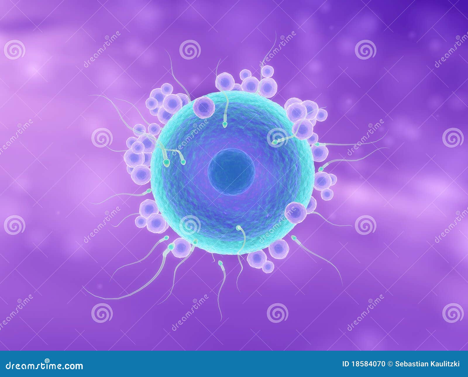 Cellule d'ovule humain illustration stock. Illustration du santé - 18584070