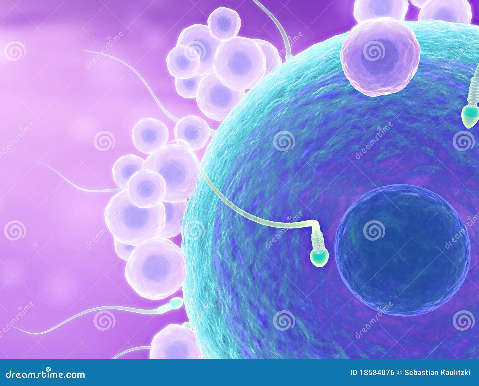 Cellule d'ovule humain illustration stock. Illustration du santé - 18584076