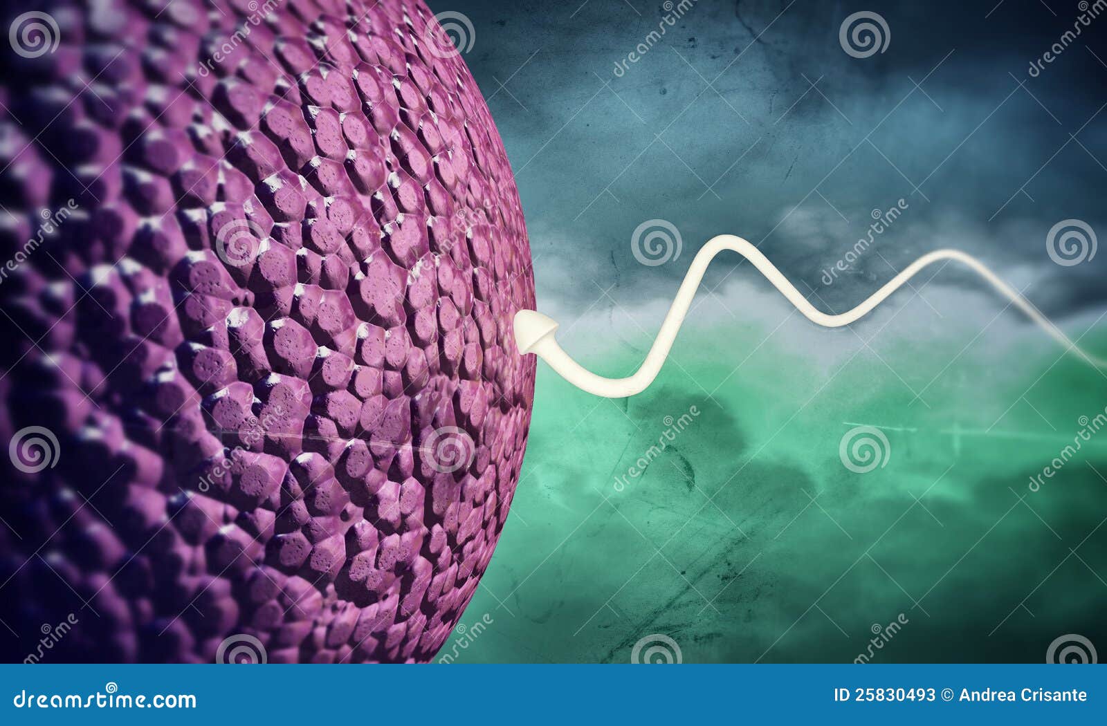 Cellule d'ovule humain illustration stock. Illustration du bleu - 25830493