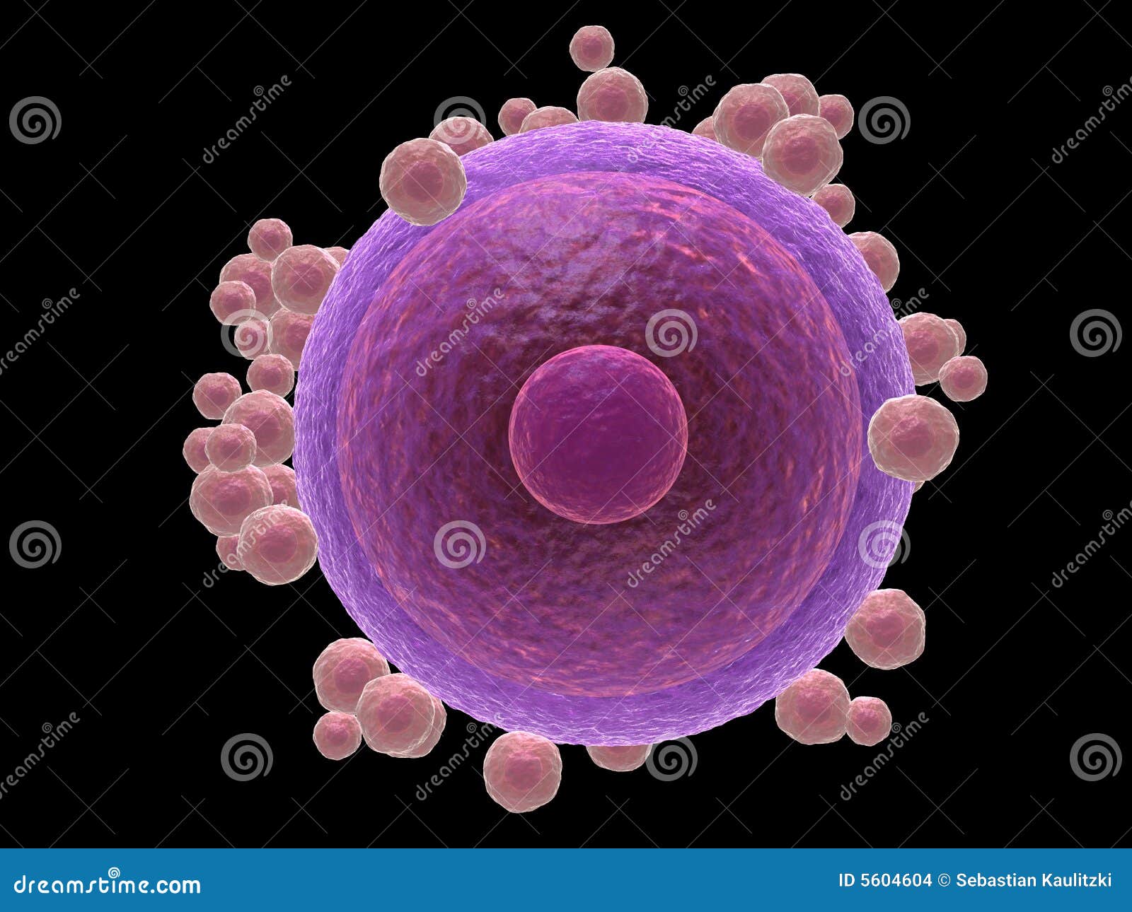 Cellule d'ovule humain illustration stock. Illustration du orgasme ...