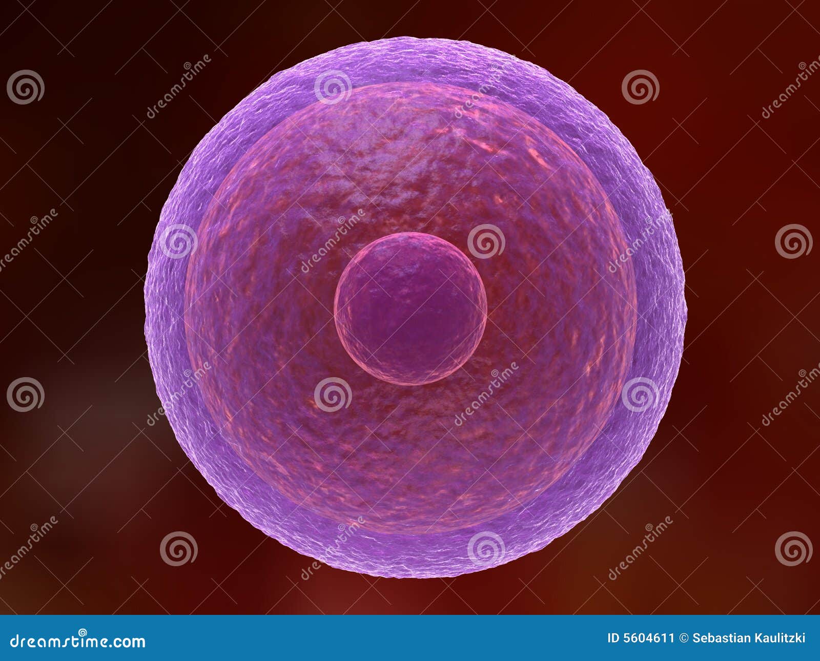 Cellule d'ovule humain illustration stock. Illustration du évolution ...