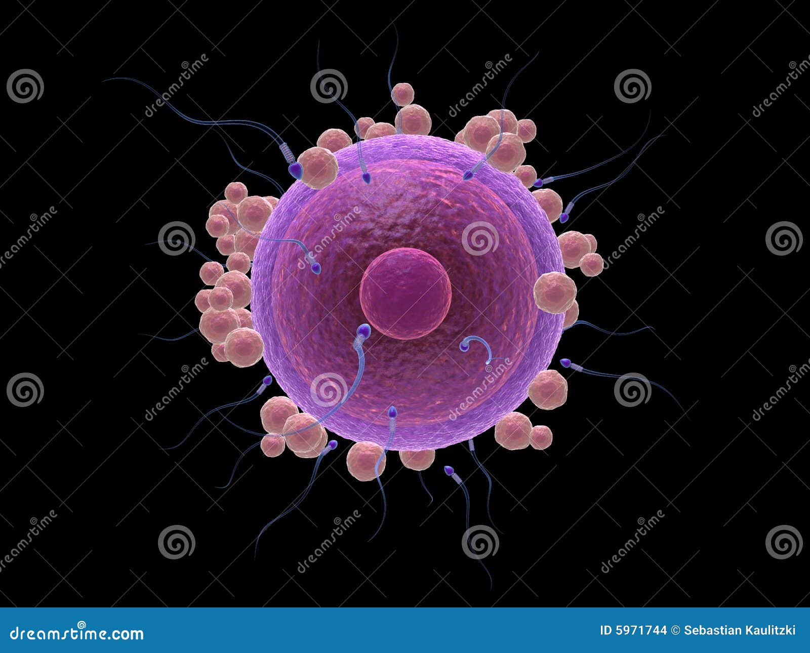 Cellule d'ovule humain illustration stock. Illustration du fertile ...