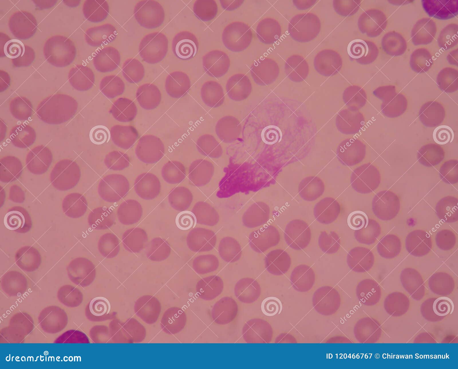 Cellule De Panier Sur Le Fond De Globules Rouges Image stock - Image du ...