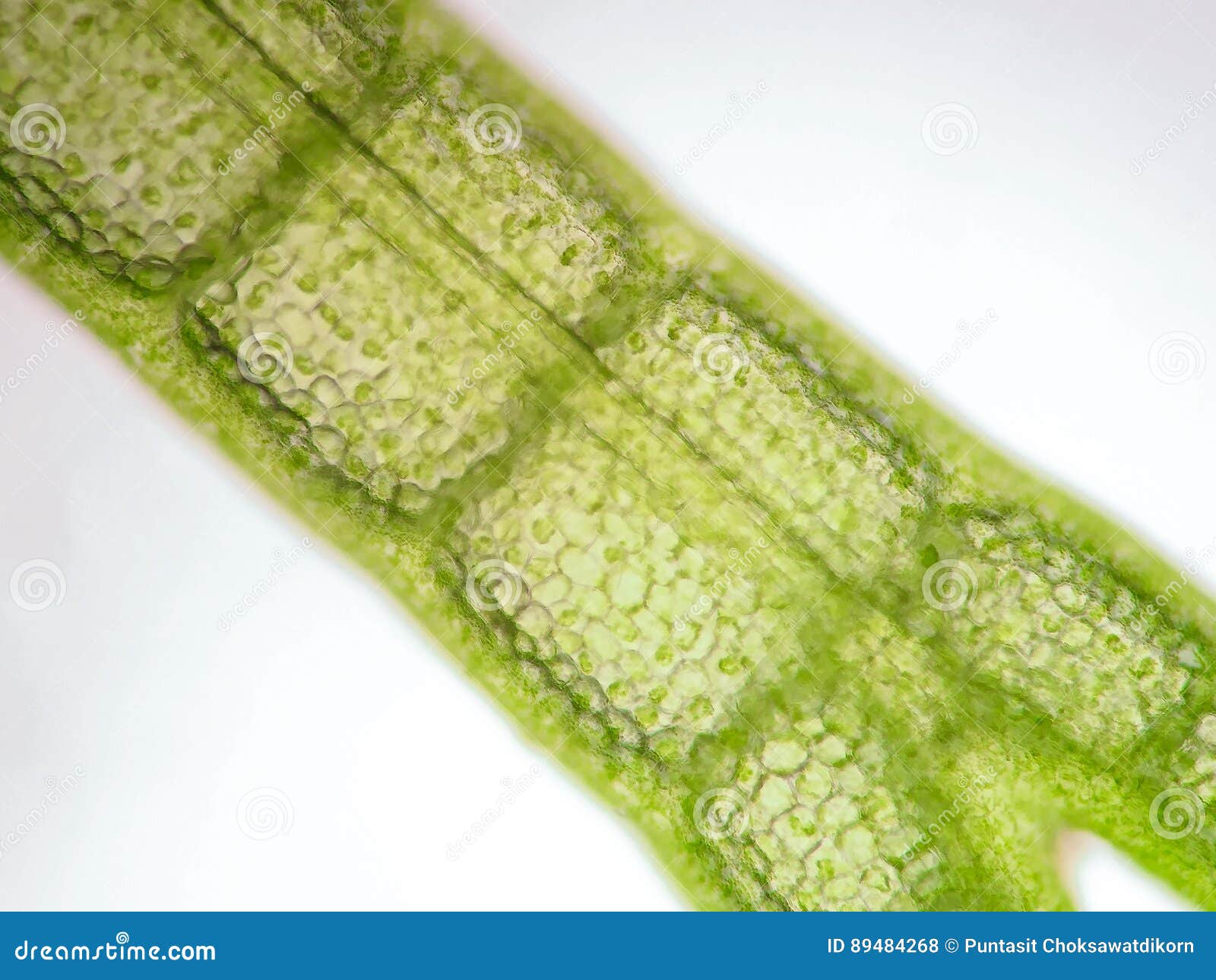 Cellule De Plante Aquatique Photo stock - Image du lame, biologique ...