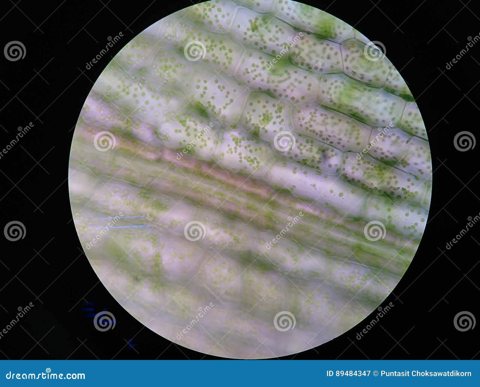 Cellule De Plante Aquatique Image stock - Image du vert, éducation ...