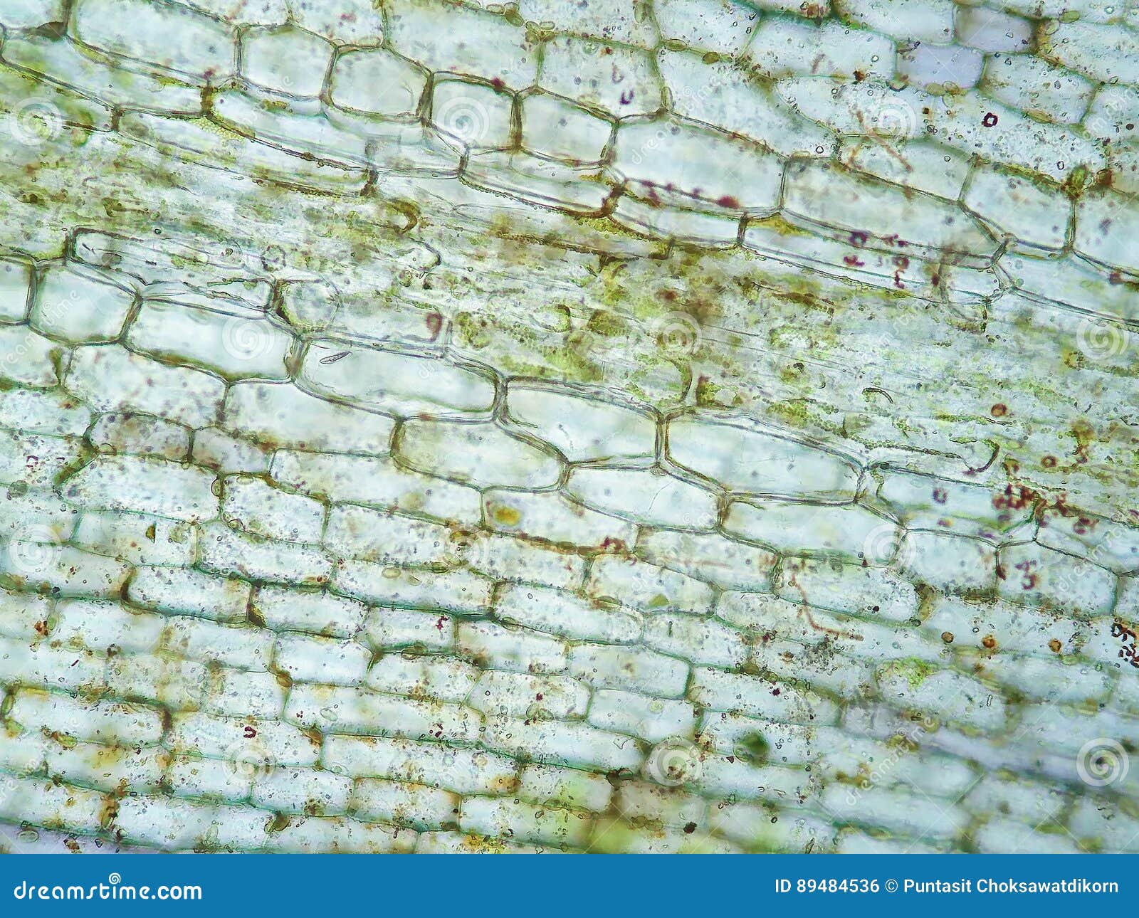 Cellule De Plante Aquatique Photo stock - Image du botanique, membrane ...