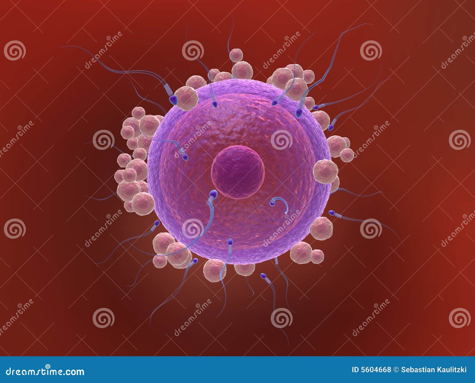 Cellule De Sperme Et D'ovule Humain Illustration Stock - Illustration ...