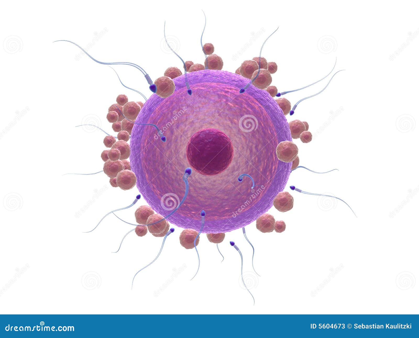 Cellule De Sperme Et D'ovule Humain Illustration Stock - Illustration ...