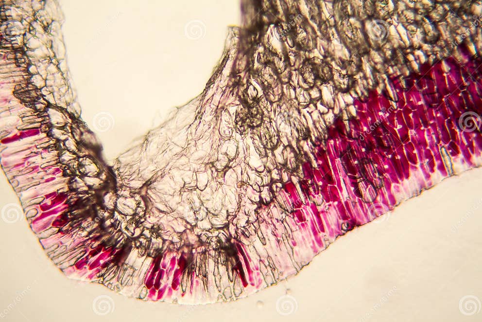 Cellule Della Cipolla Al Microscopio Immagine Stock - Immagine di ...