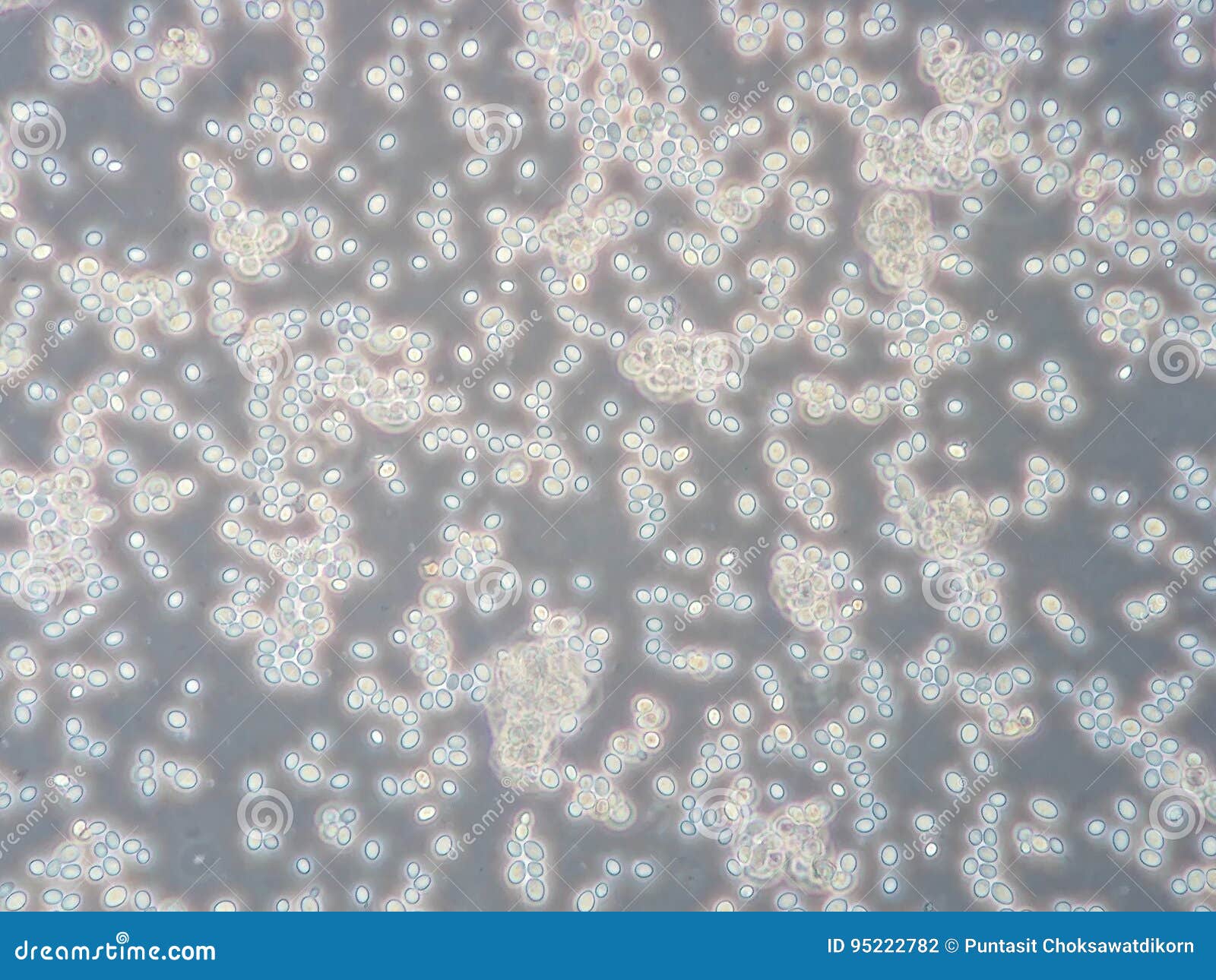 Cellule di lievito fotografia stock. Immagine di microscopico - 95222782