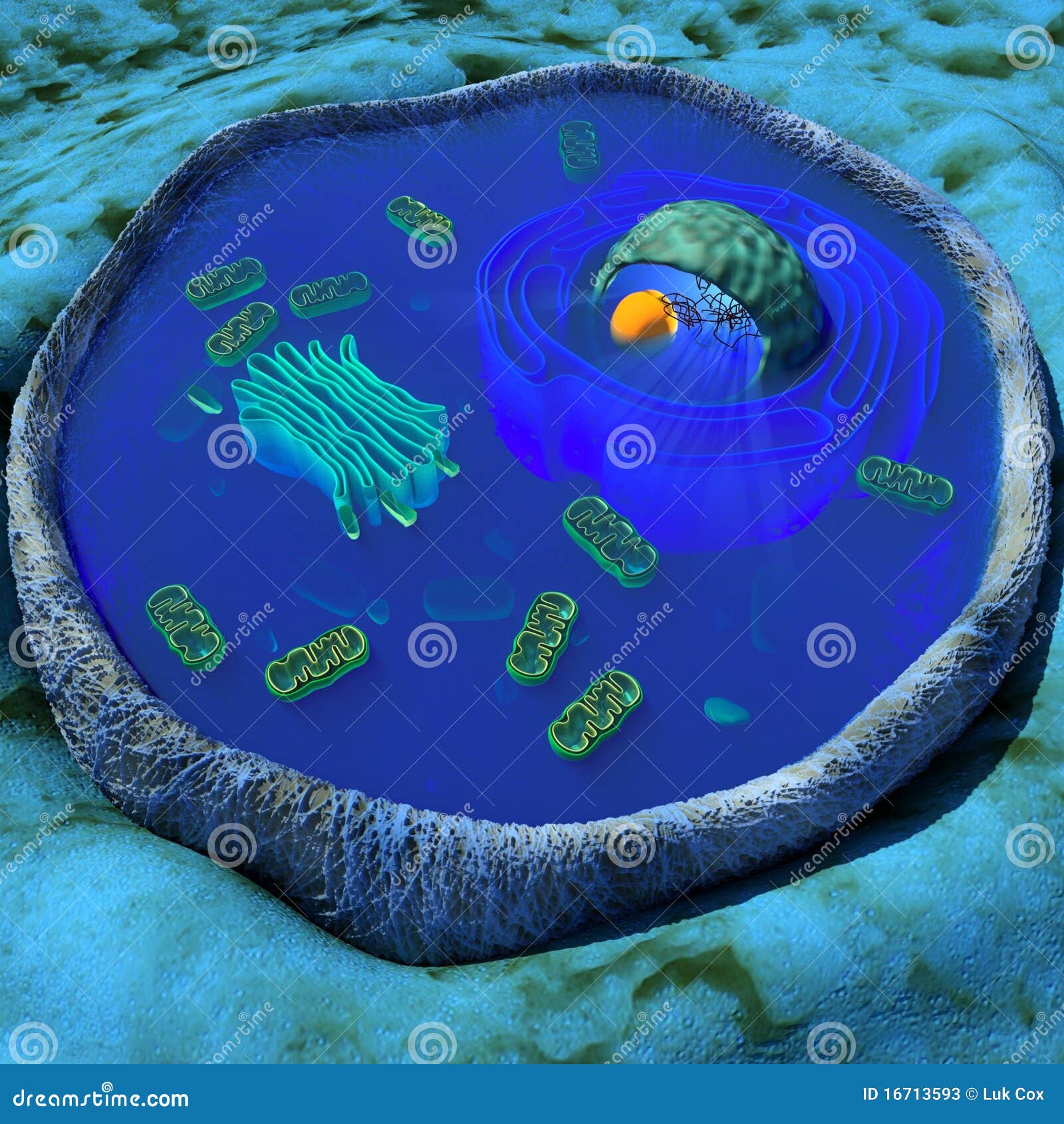 Cellule humaine illustration stock. Illustration du médecine - 16713593