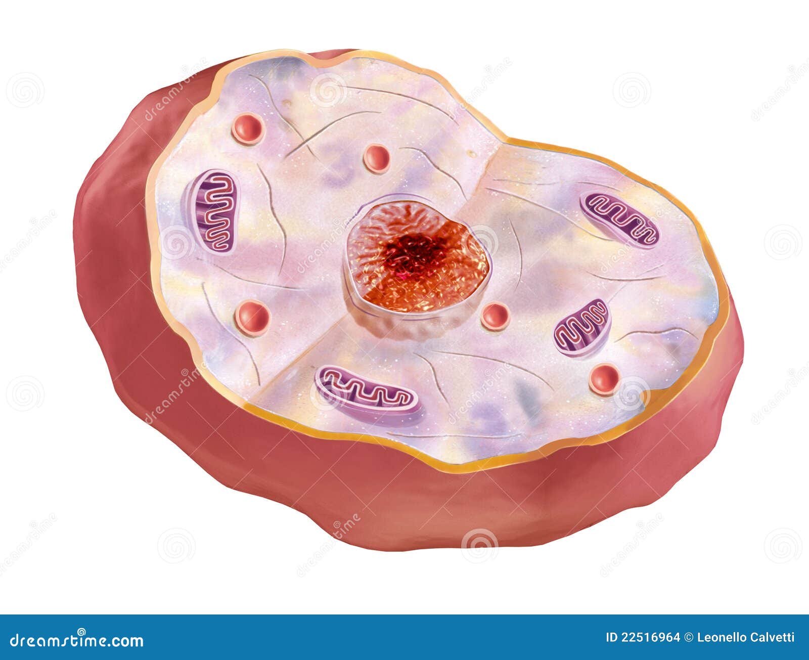 Cellule Humaine, Image D'anatomie. Images stock - Image: 22516964