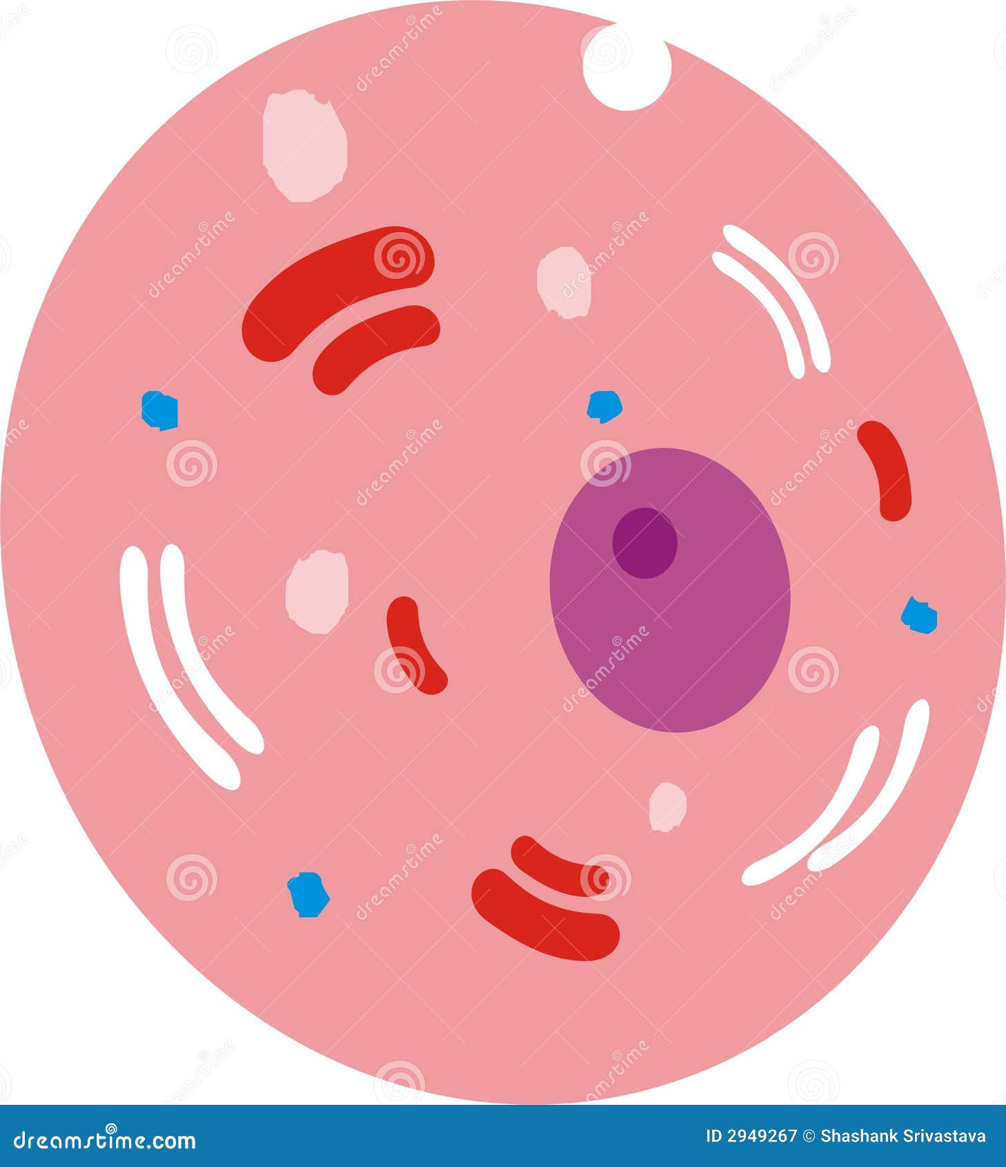 Cellule Humaine Schématique Illustration Stock - Illustration du ...