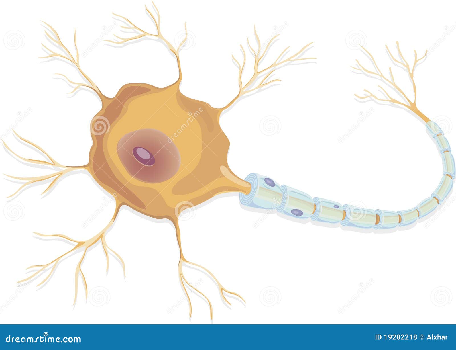 Cellule nerveuse illustration stock. Illustration du nerveux - 19282218