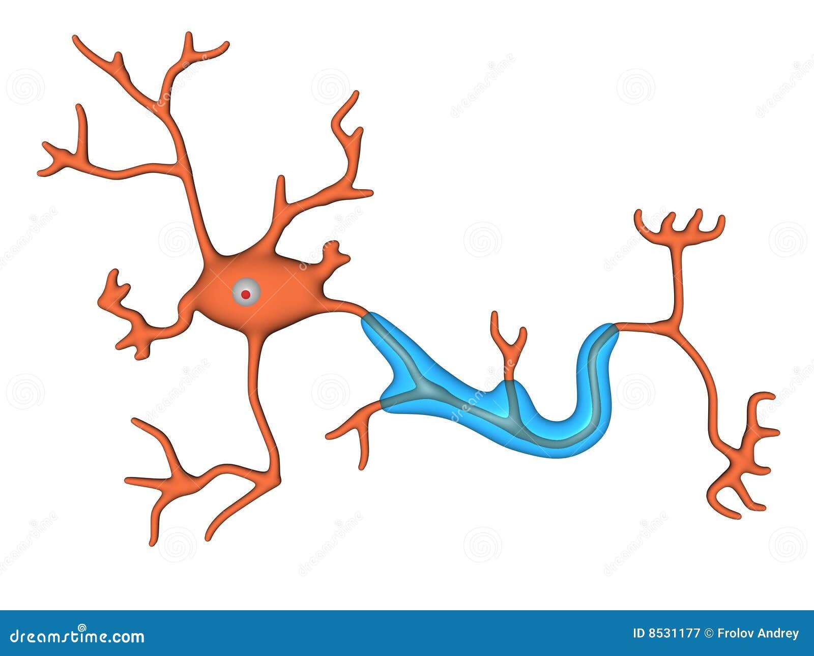 Cellule nerveuse illustration stock. Illustration du anatomie - 8531177
