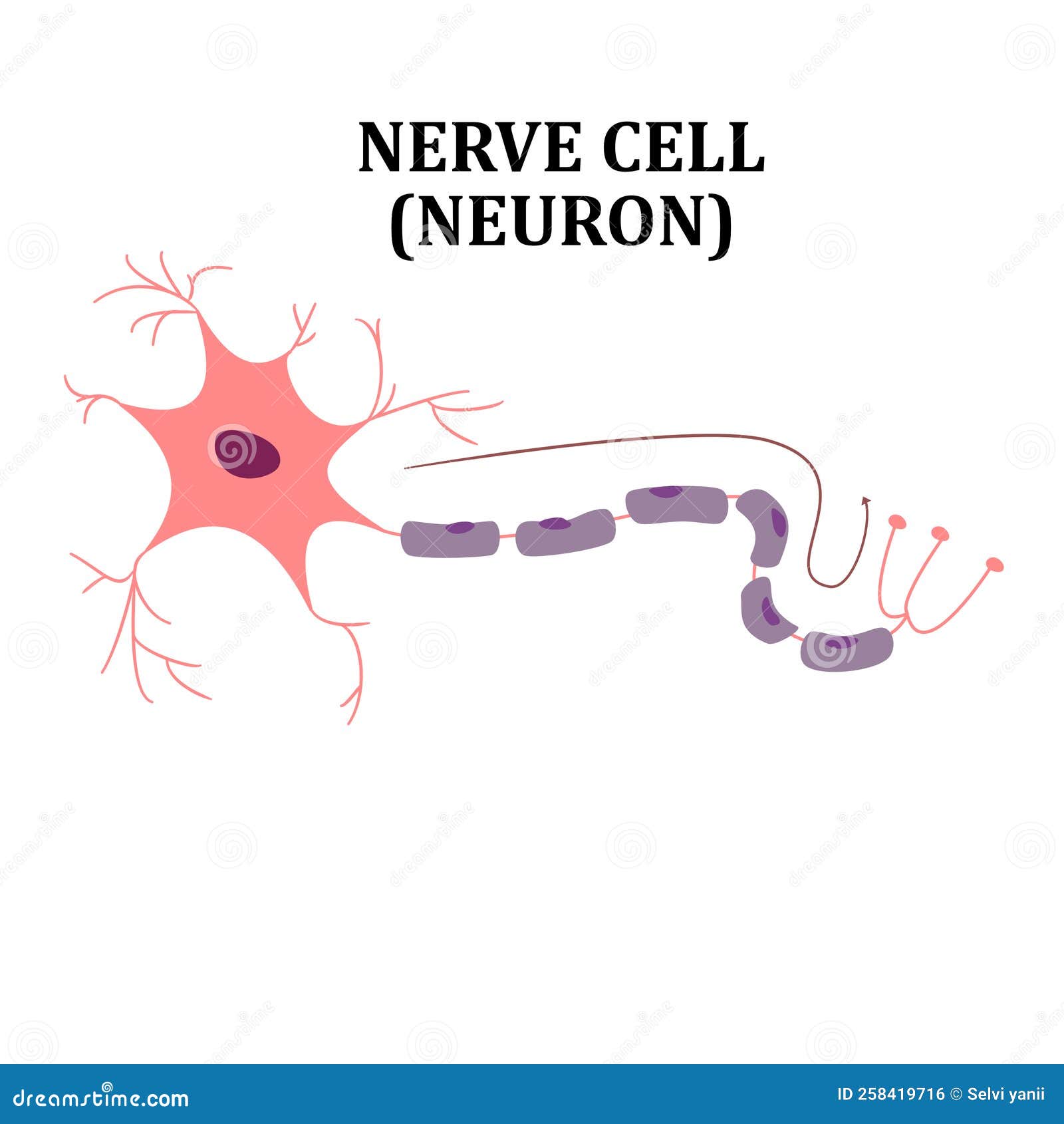 Cellule Nerveuse Cellule Animale Illustration Stock - Illustration du ...