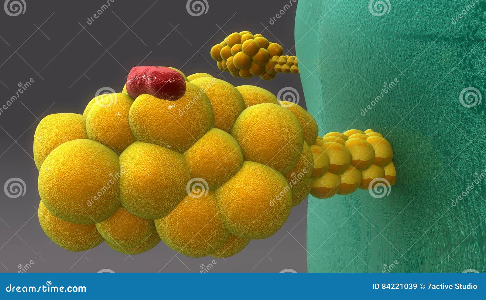 Cellule normale illustration stock. Illustration of microscope - 84221039