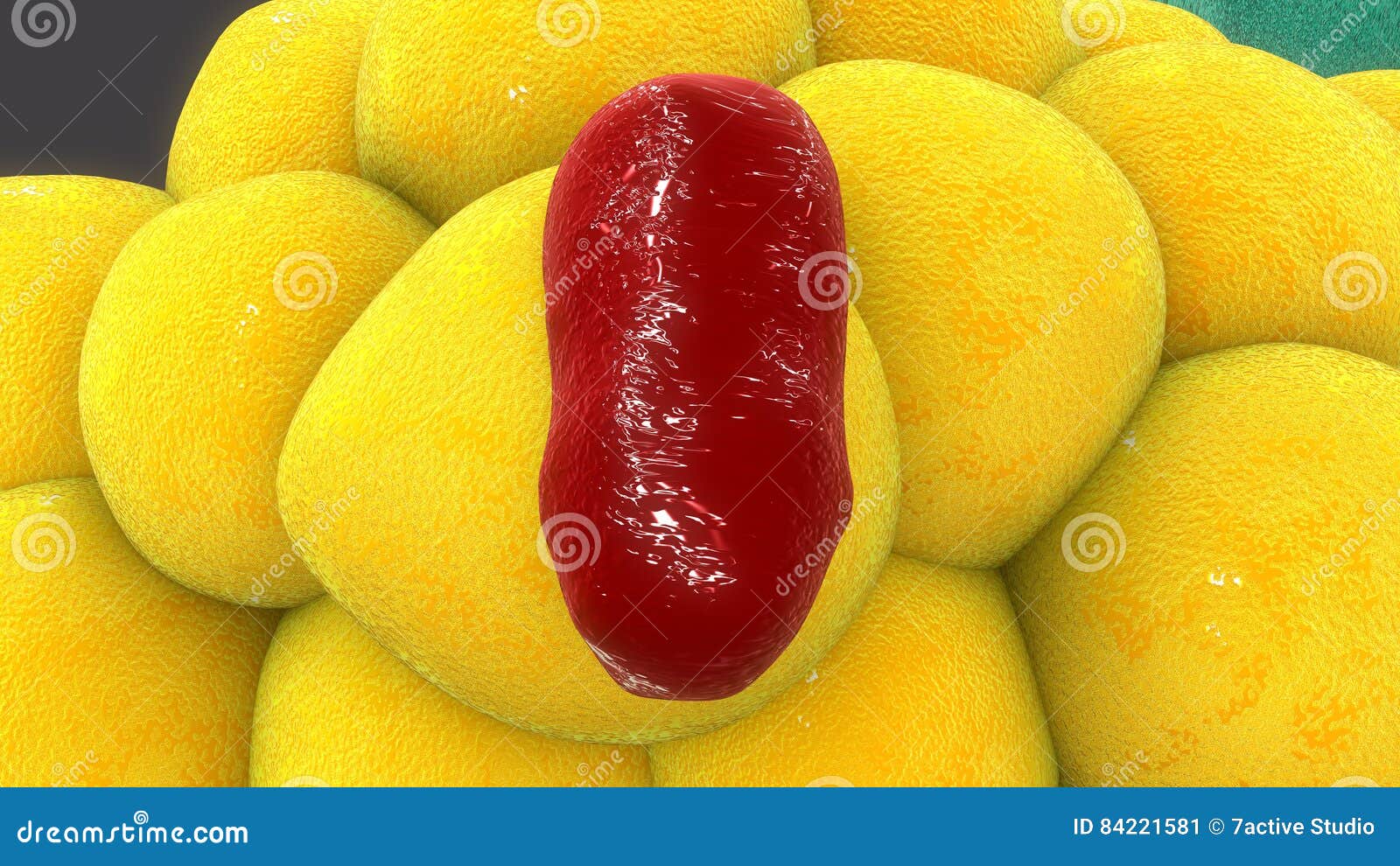 Cellule normale image stock. Image du intestinal, anémie - 84221581