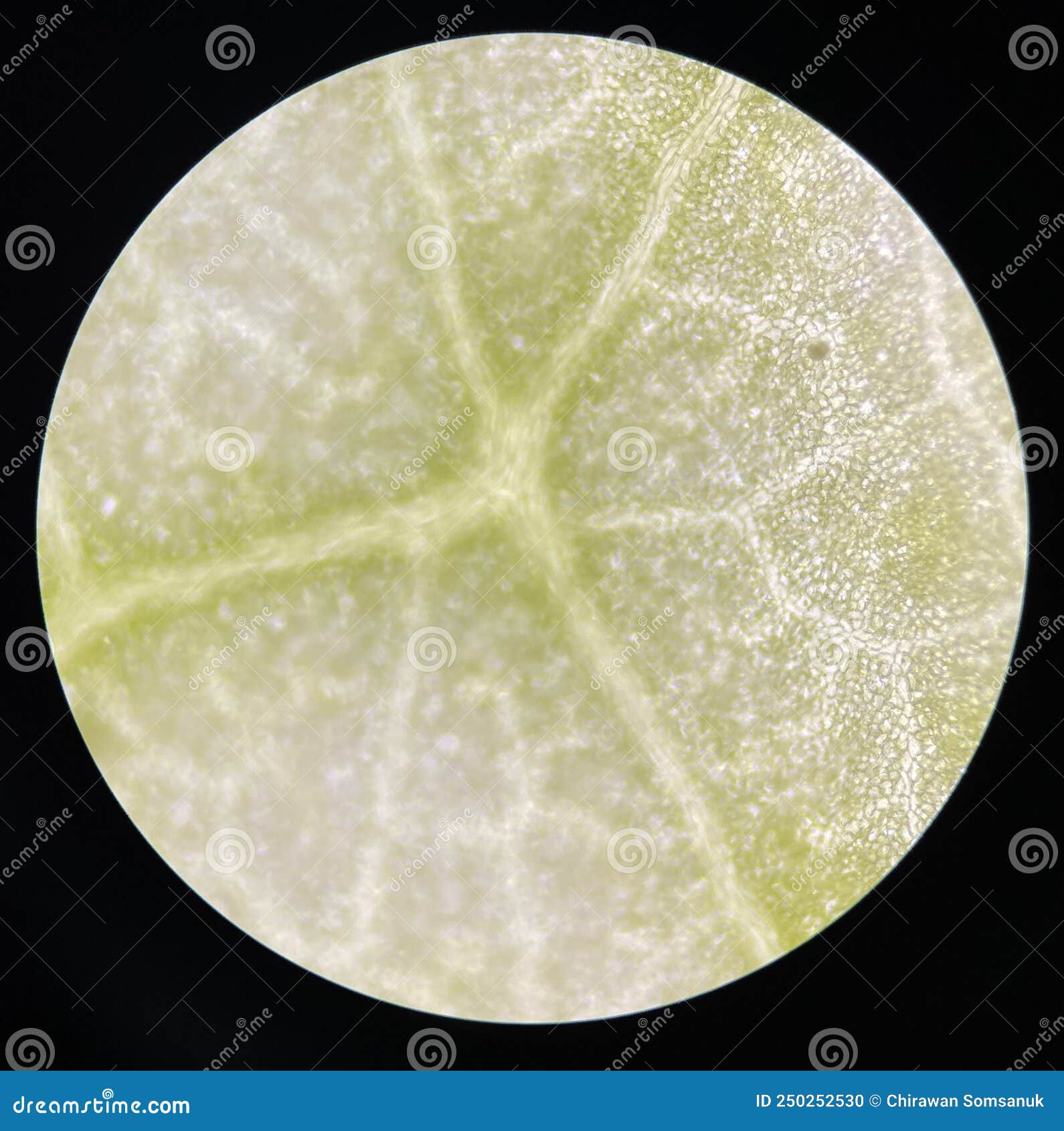 Cellule Végétale De Stome Vert Photo stock - Image du cellules, oxygène ...