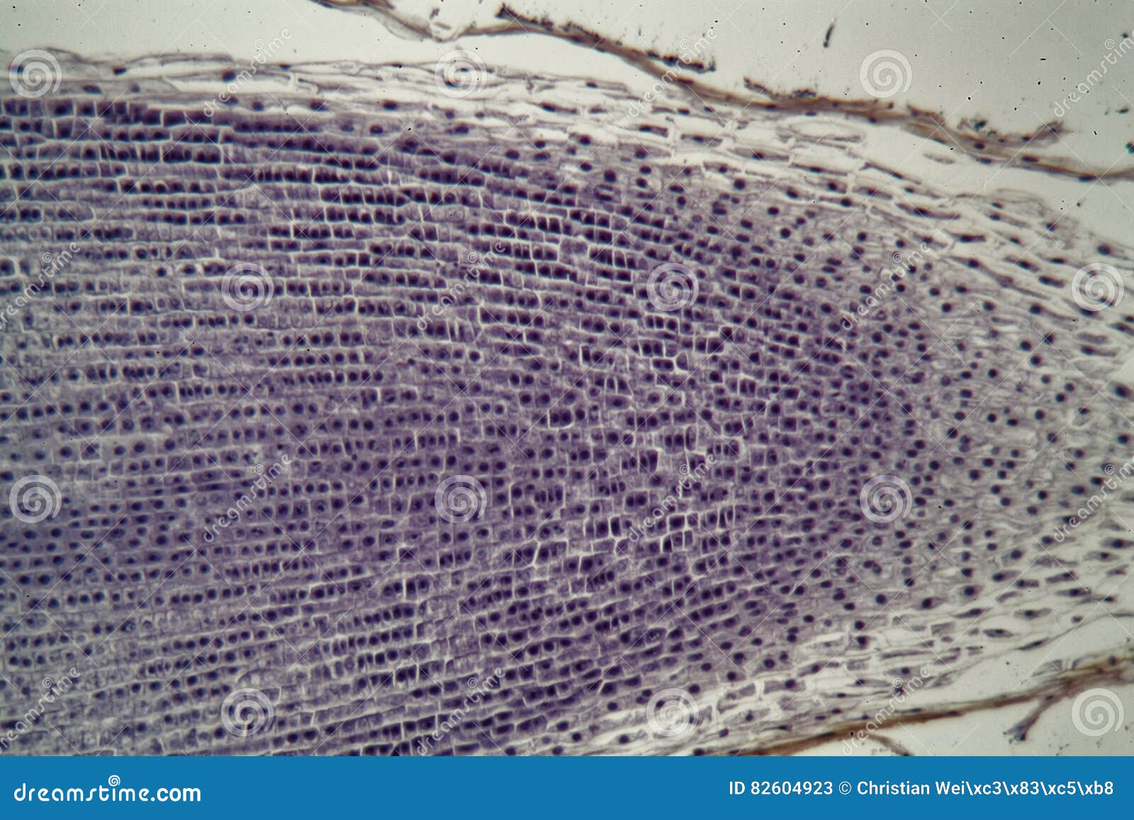 Cellules D'une Racine Sous Le Microscope Image stock - Image du ...