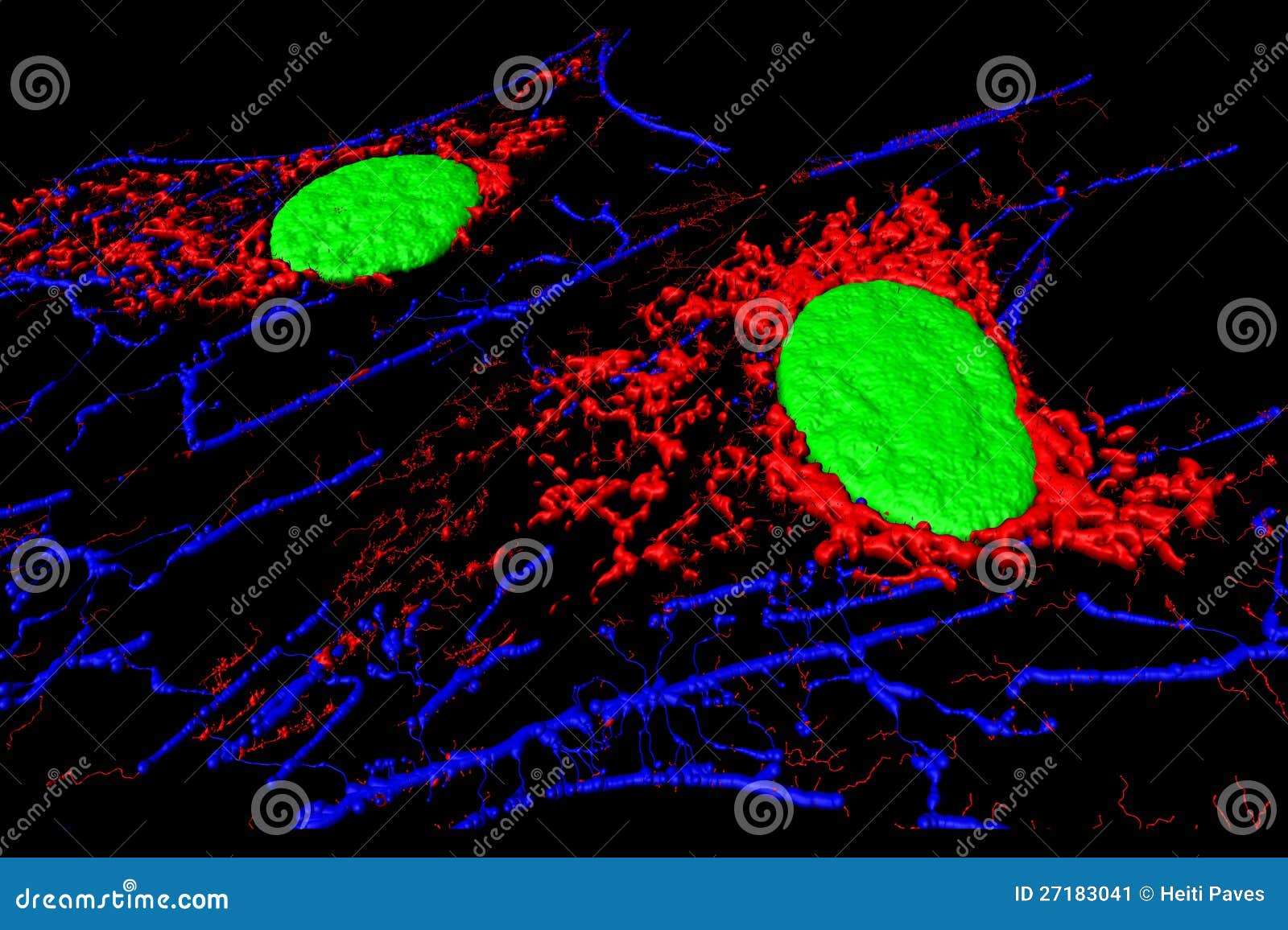 Cellules de fibroblaste illustration stock. Illustration du laboratoire ...