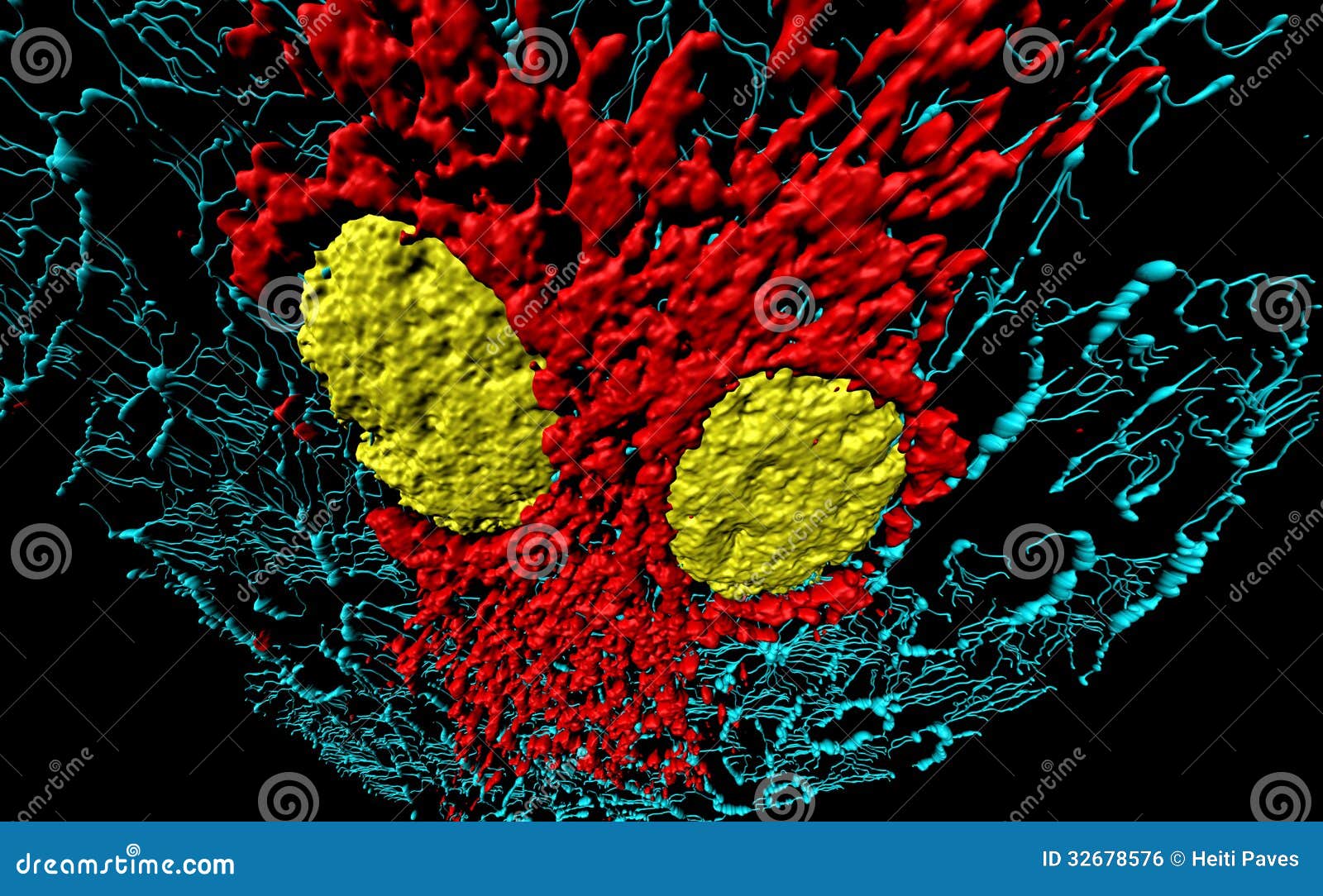 Cellules de fibroblaste photo stock. Image du mitochondries - 32678576