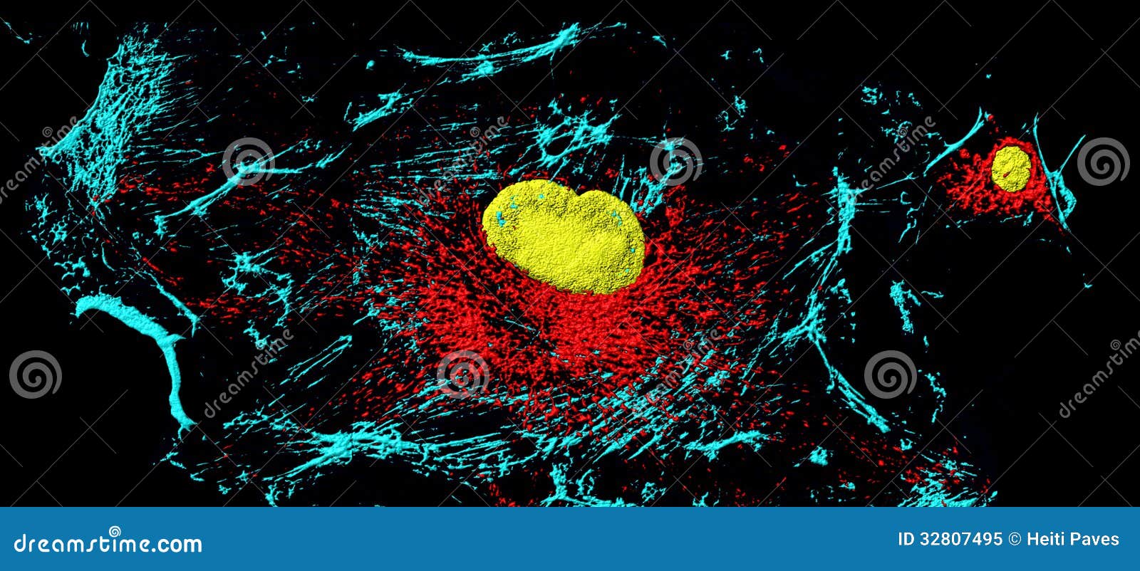 Cellules de fibroblaste image stock. Image du biologie - 32807495