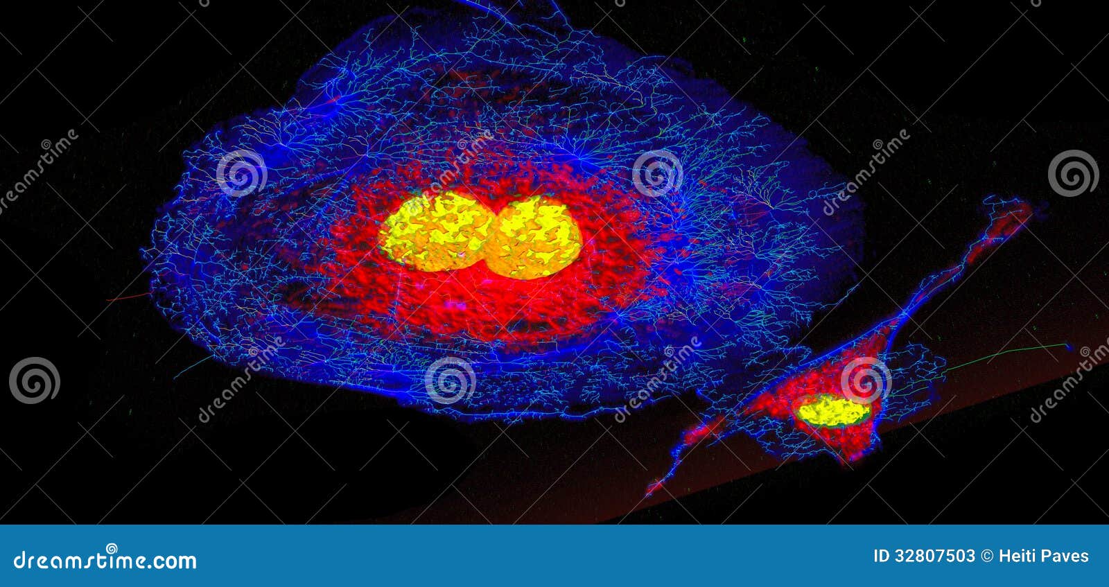 Cellules de fibroblaste image stock. Image du nature - 32807503