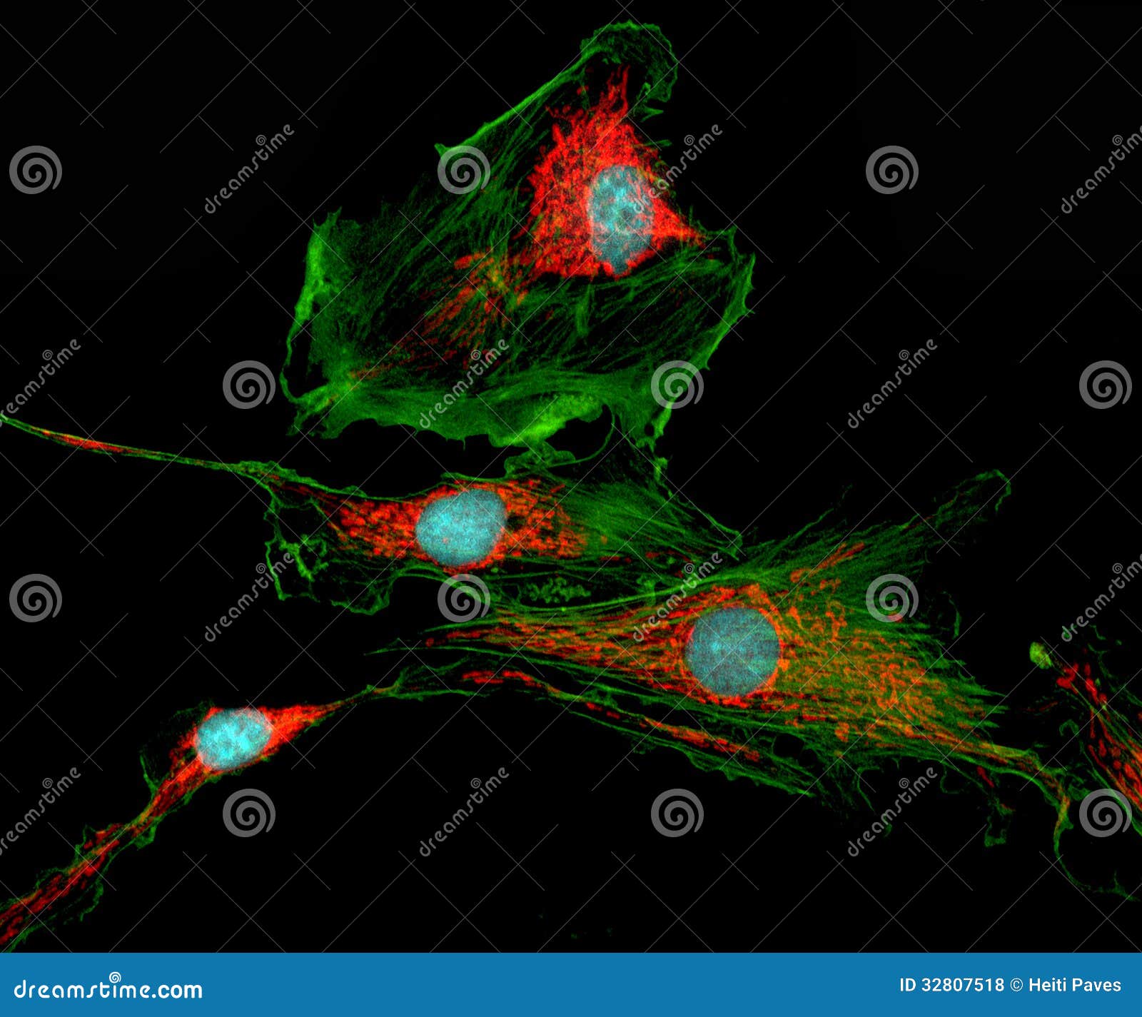 Cellules de fibroblaste photo stock. Image du animal - 32807518