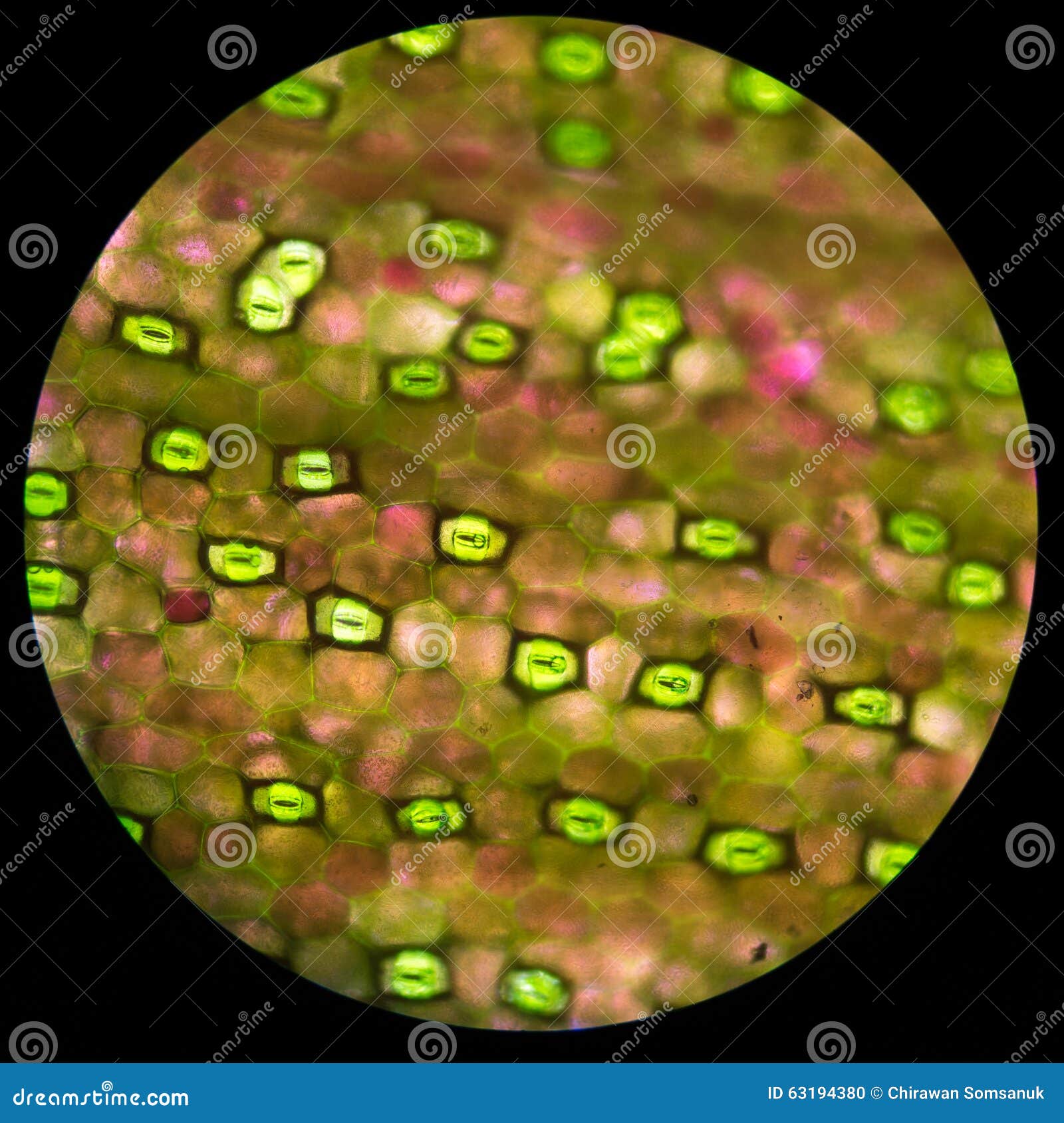 Cellules De Plante Verte Sous Le Microscope Photo stock - Image du ...