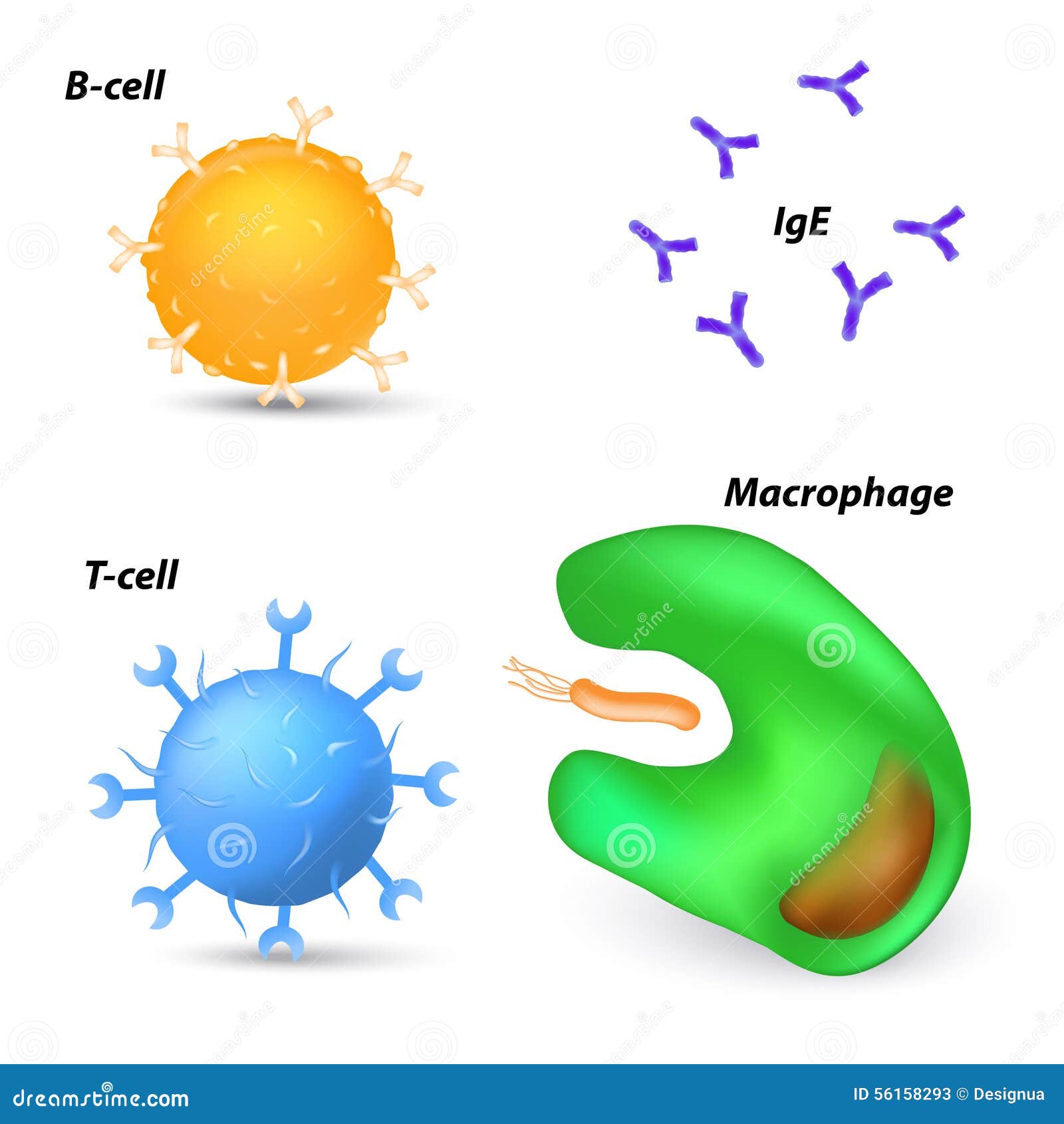 Cellules Et Anticorps De Système Immunitaire Illustration Stock ...