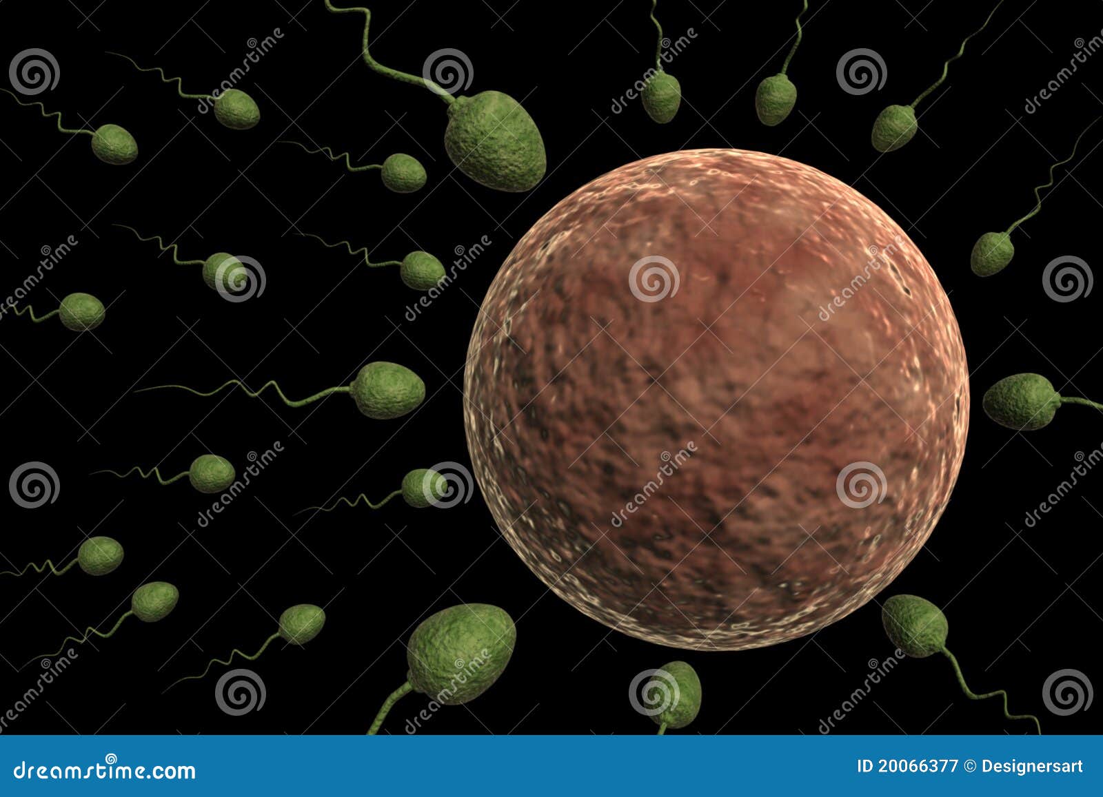 Cellules Et Ovule Humain De Sperme Illustration Stock - Illustration du ...