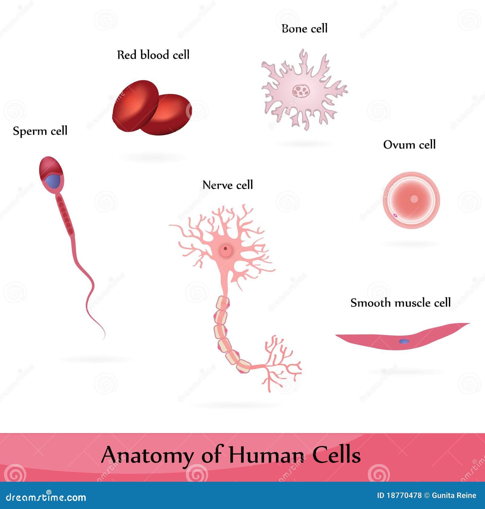 Cellules humaines illustration de vecteur. Illustration du santé - 18770478