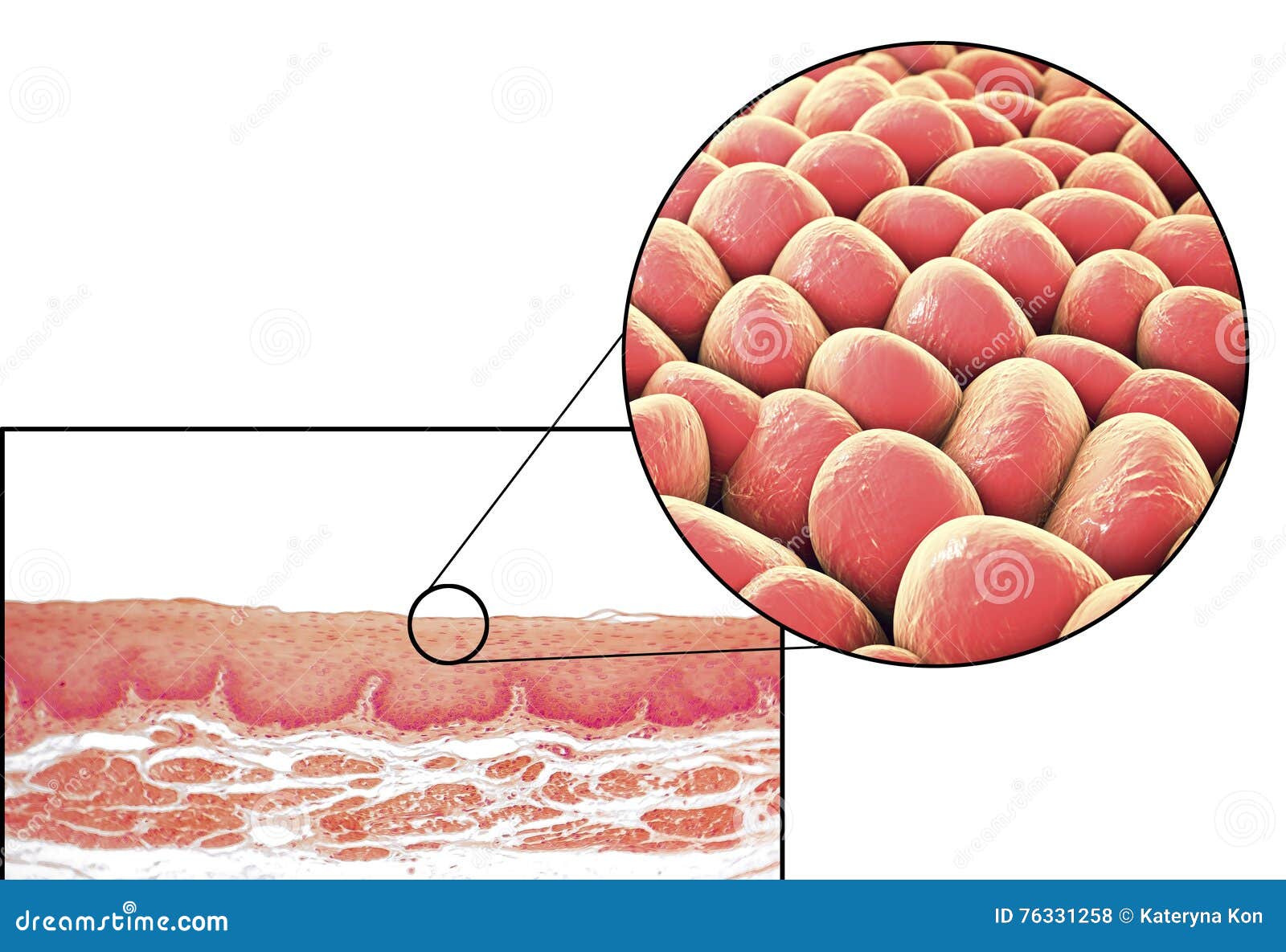 Cellules Humaines, Micrographe Et Illustration 3D Illustration Stock ...