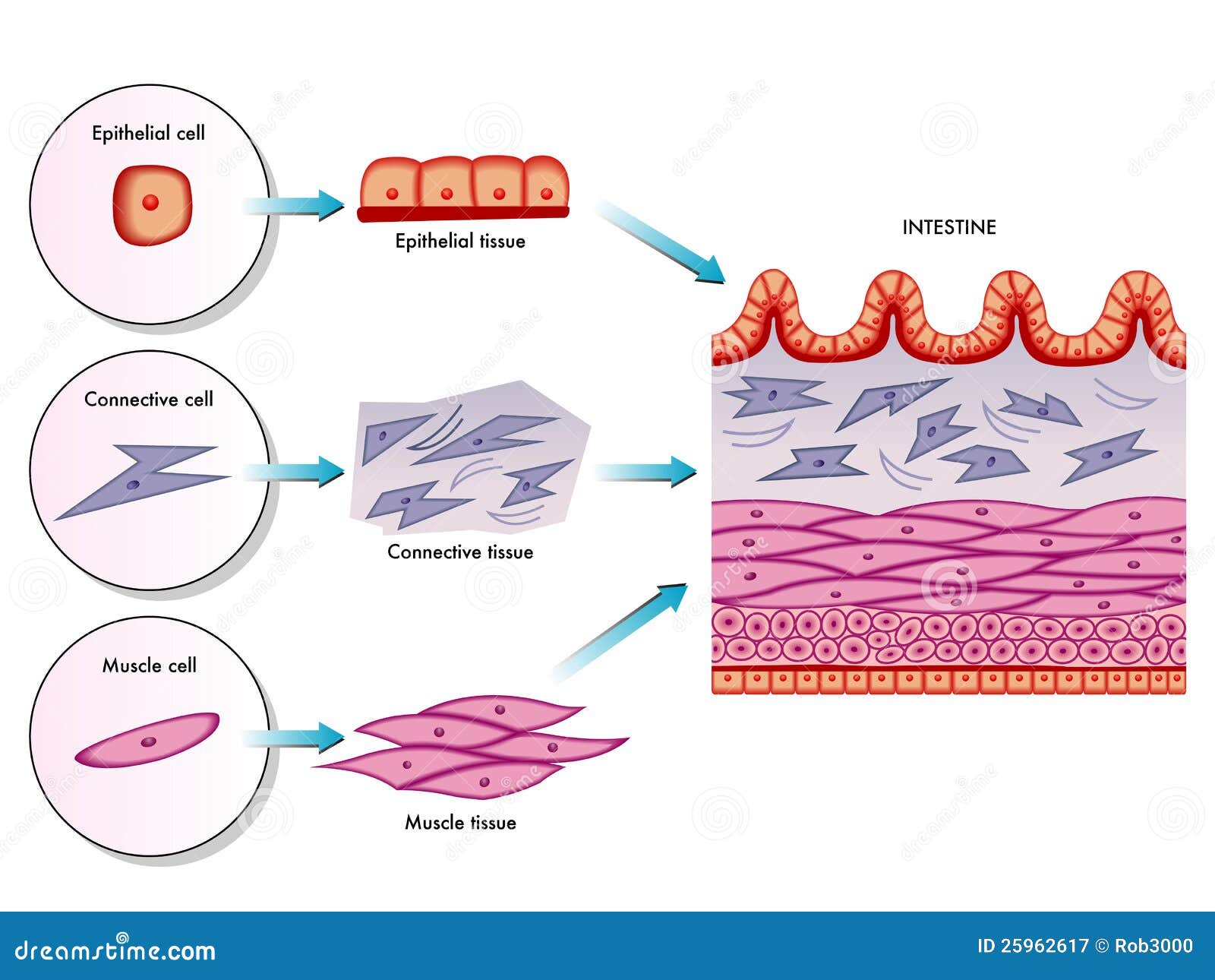 Cellules Intestinales De Mur Illustration de Vecteur - Illustration du ...