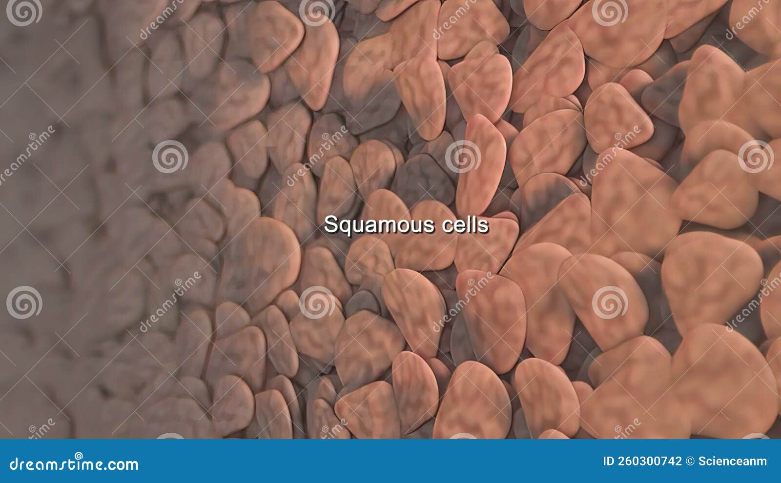 Cellules Squameuses Dans L'estomac Illustration Stock - Illustration du ...